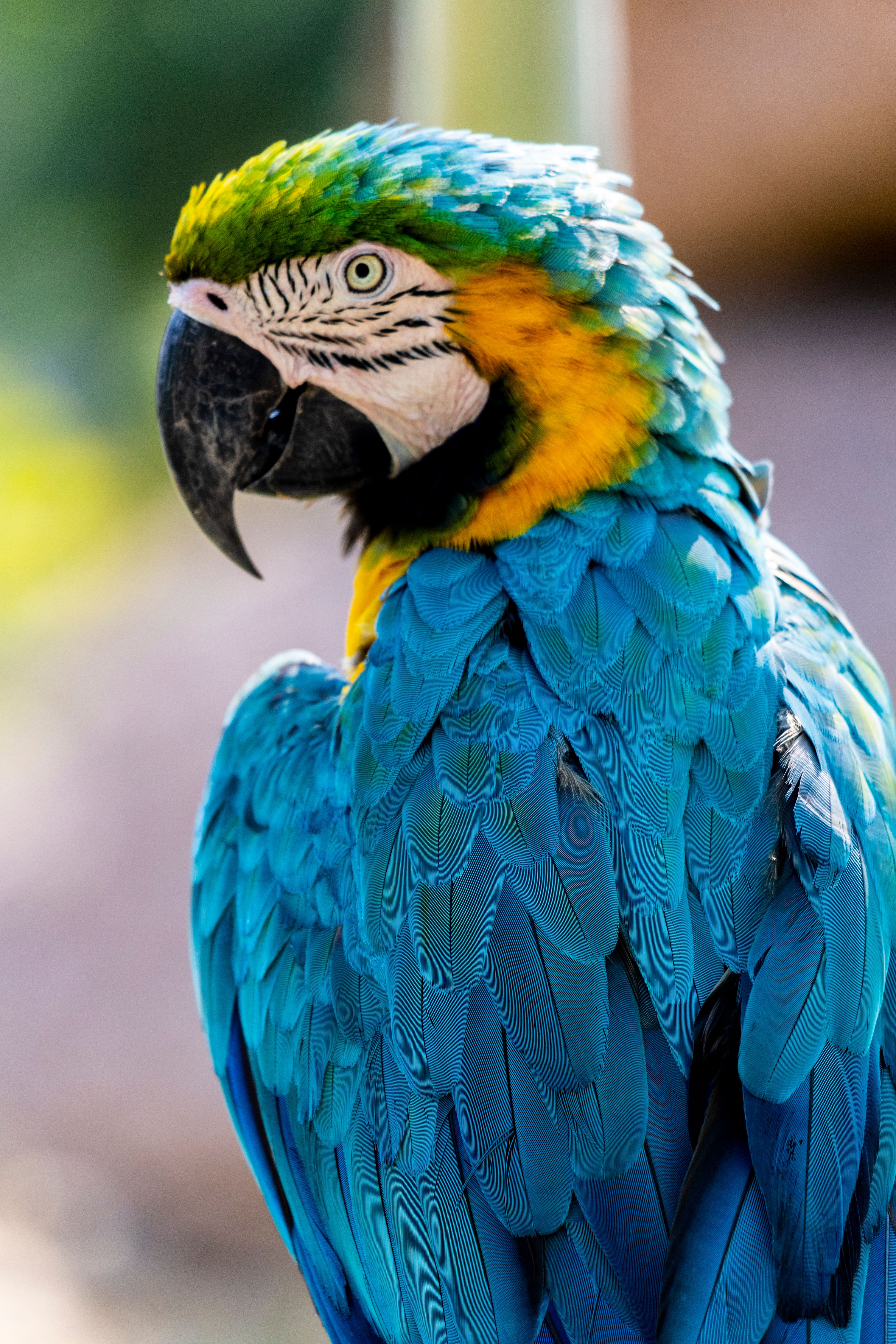 Close-up Photography Of Blue And Yellow Macaw · Free Stock Photo