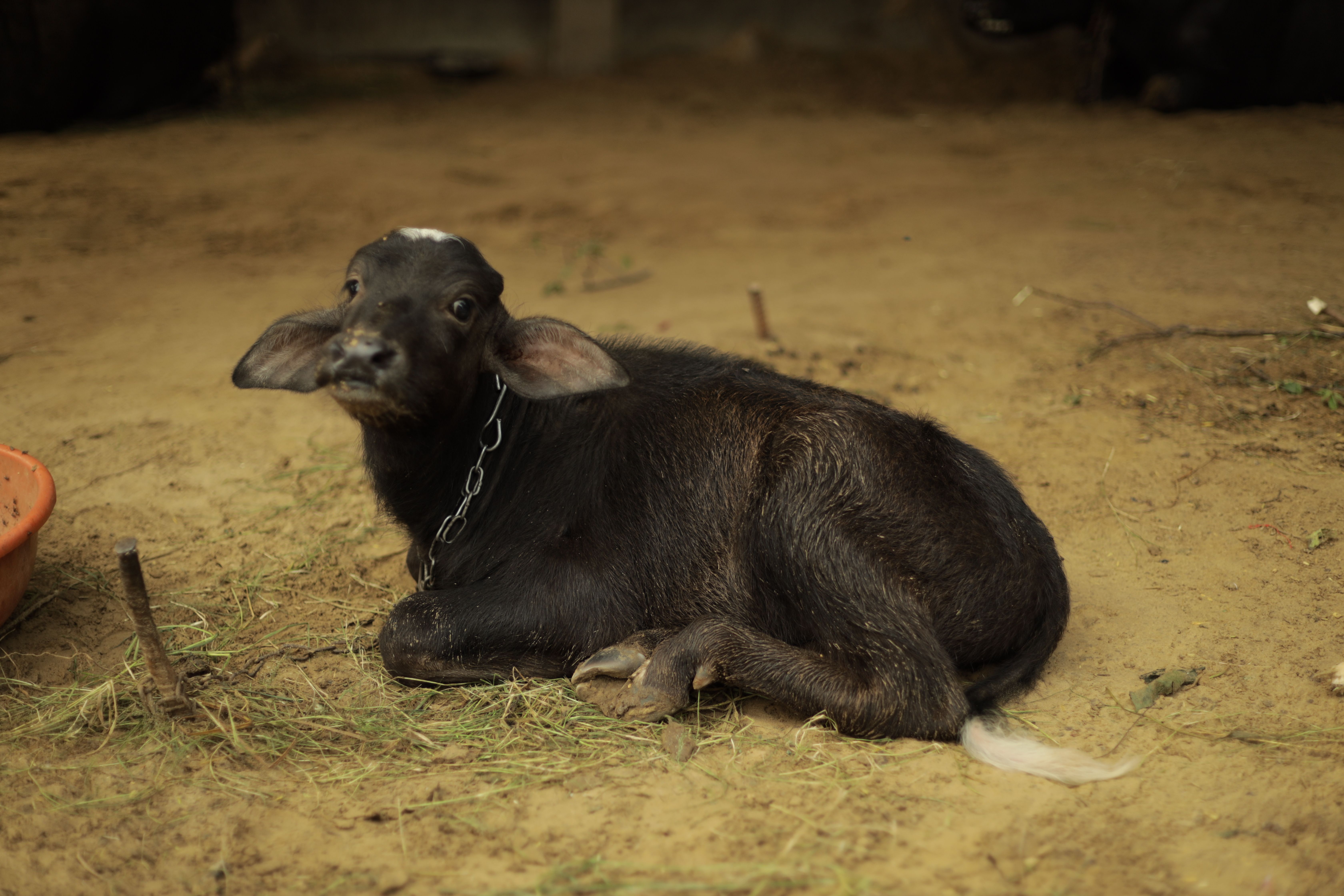 Young Buffalo Calf Resting Indoors on Farm · Free Stock Photo