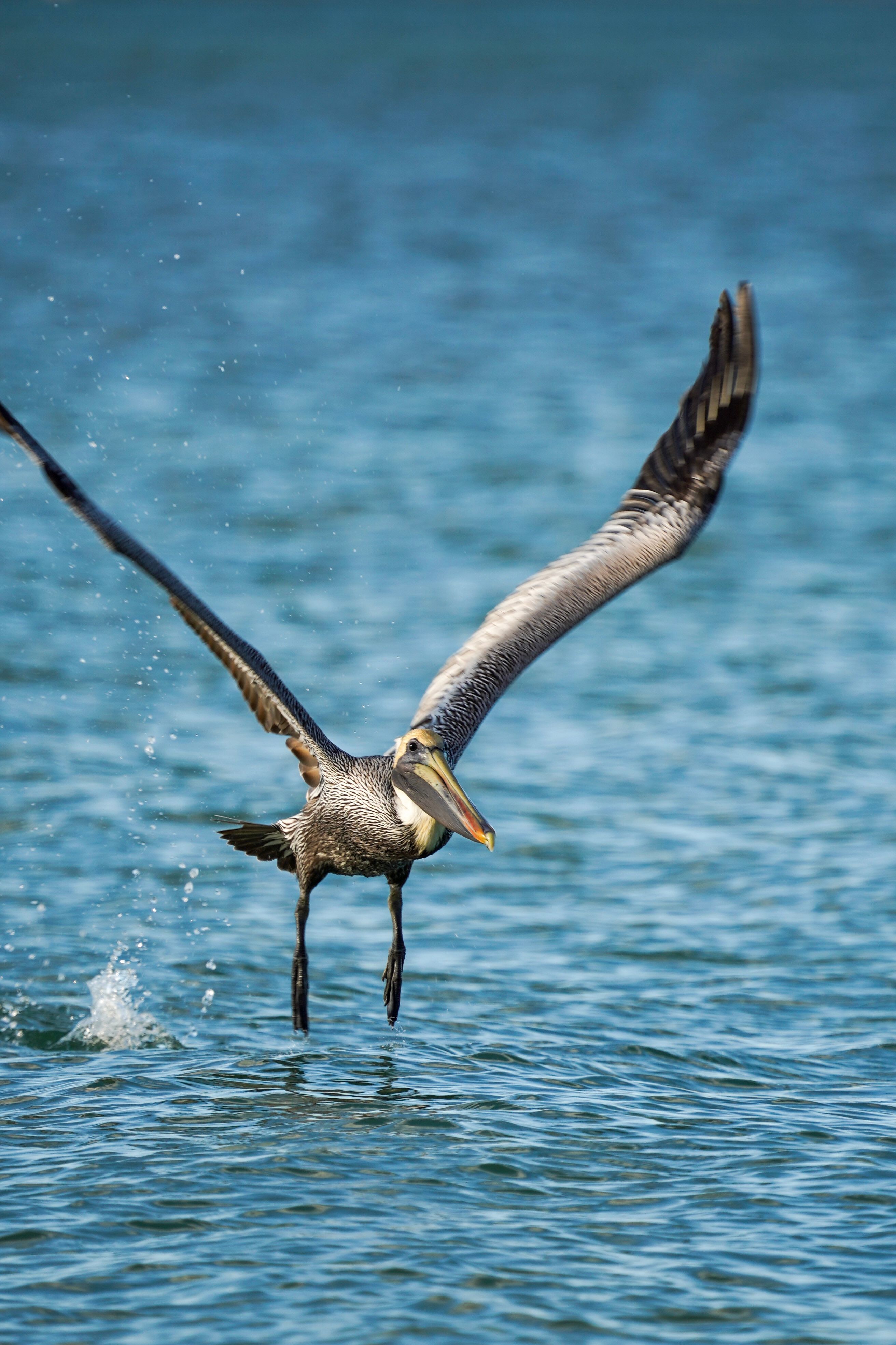 Pelícano Alzando El Vuelo Sobre Aguas Azules En México · Foto de stock ...