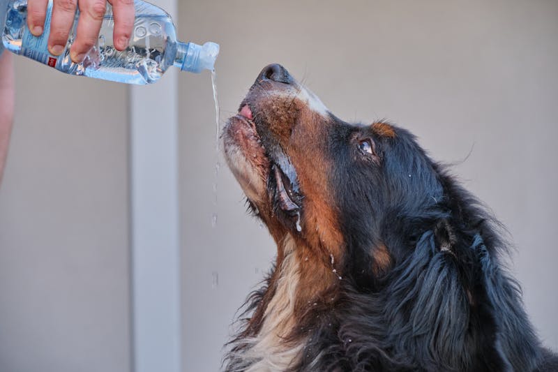 Vohc Approved Water Additives for Dogs: Top 8 Rated Options