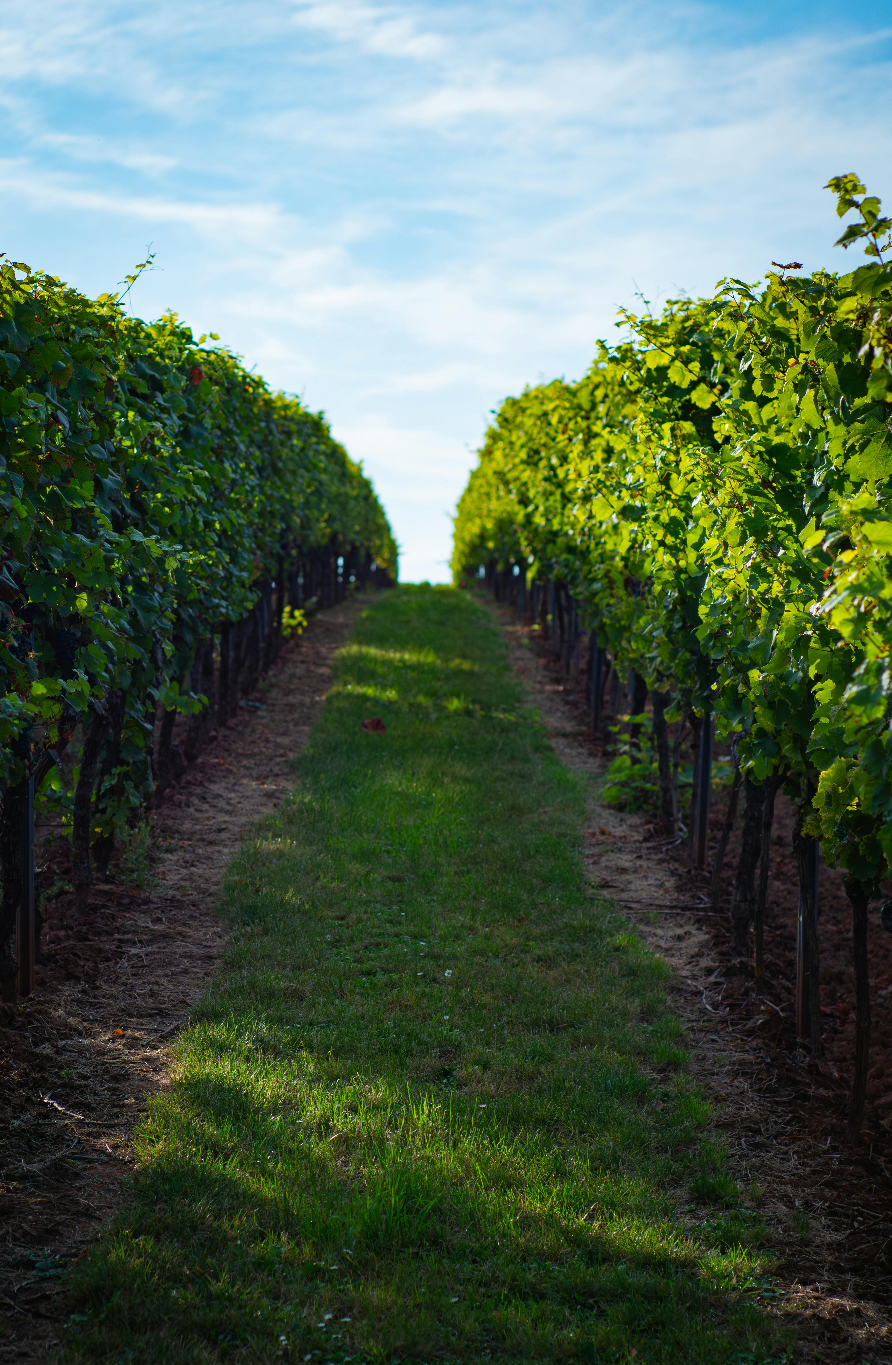 A vineyard with rows of vines and a path · Free Stock Photo