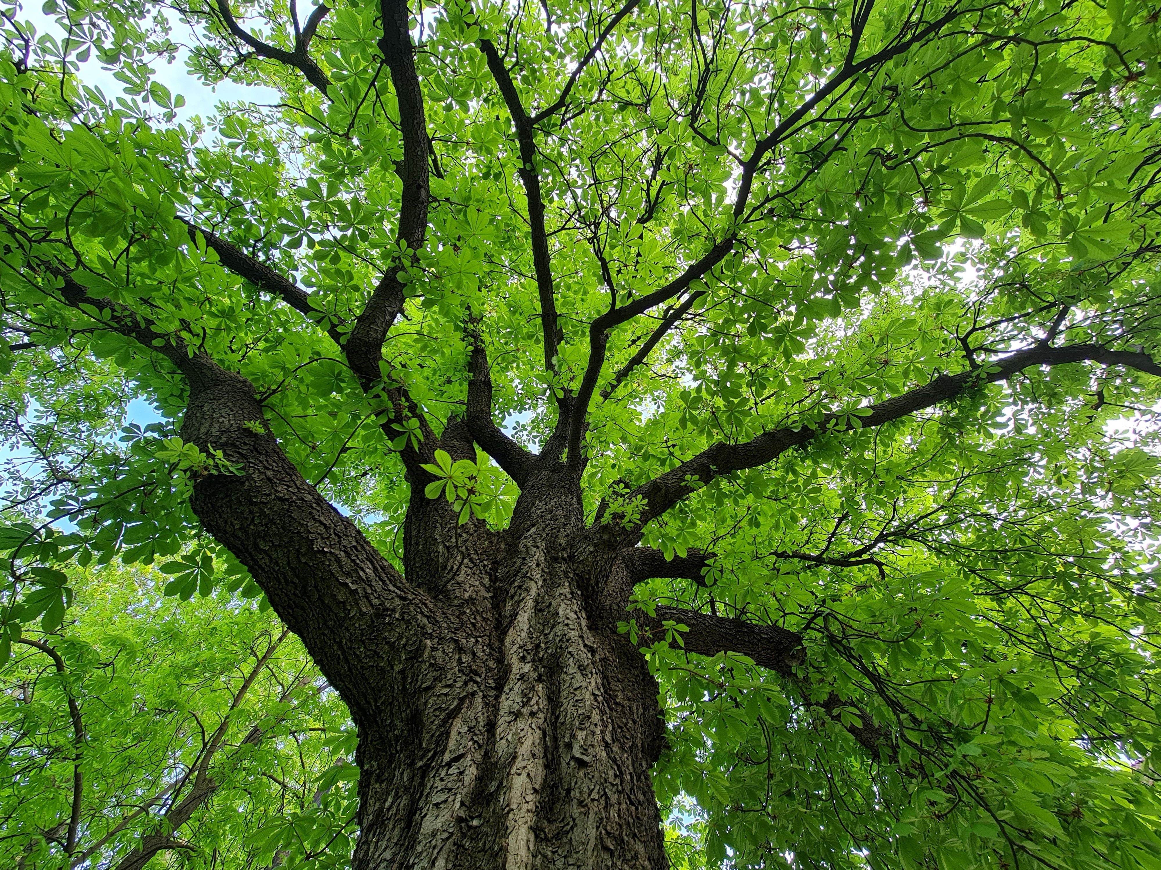 Majestic Green Tree Canopy View Upwards · Free Stock Photo
