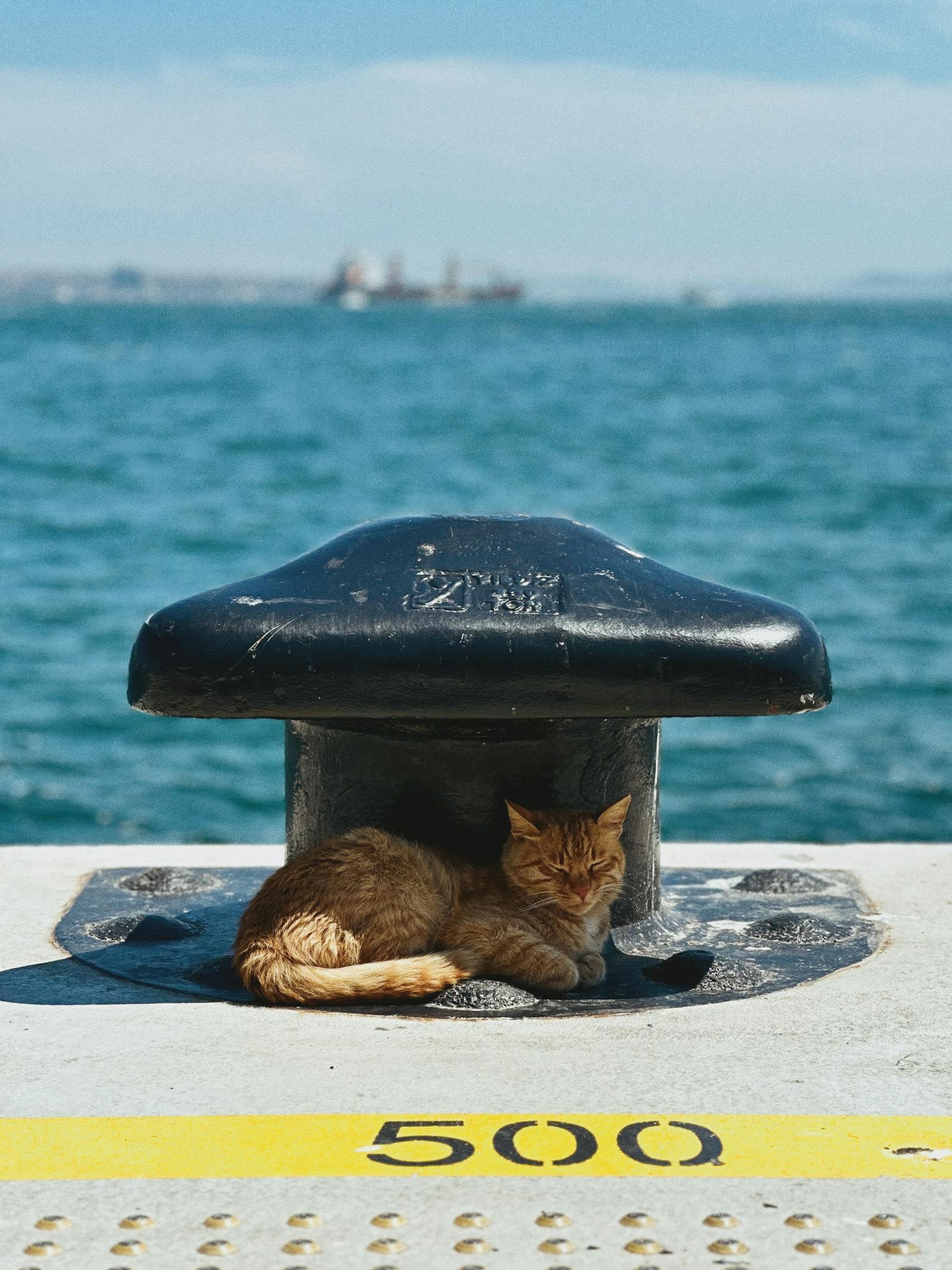 4k Meme Cat Wallpaper Photos, Download The BEST Free 4k Meme Cat ...