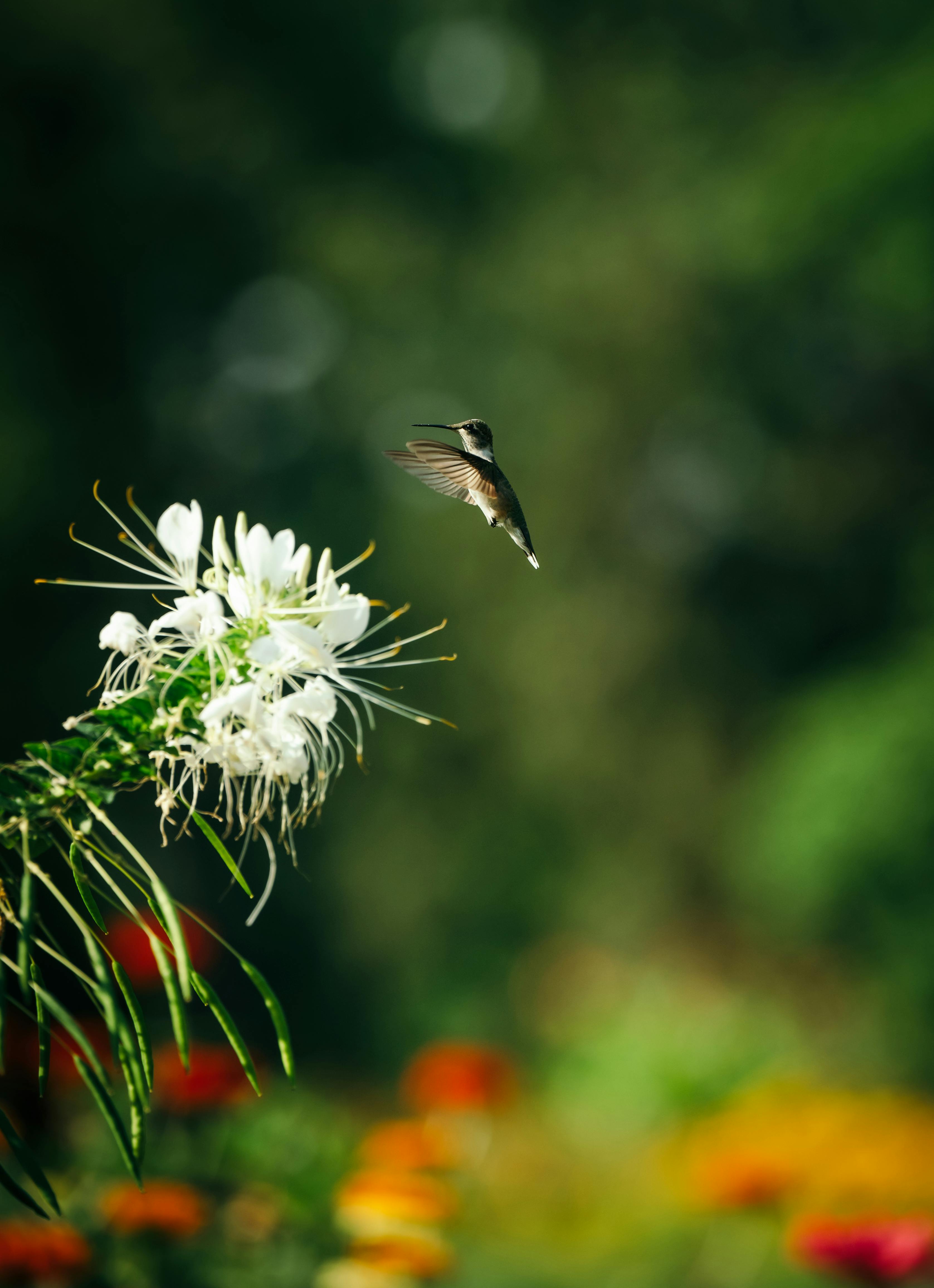 Humm Photos, Download The BEST Free Humm Stock Photos & HD Images