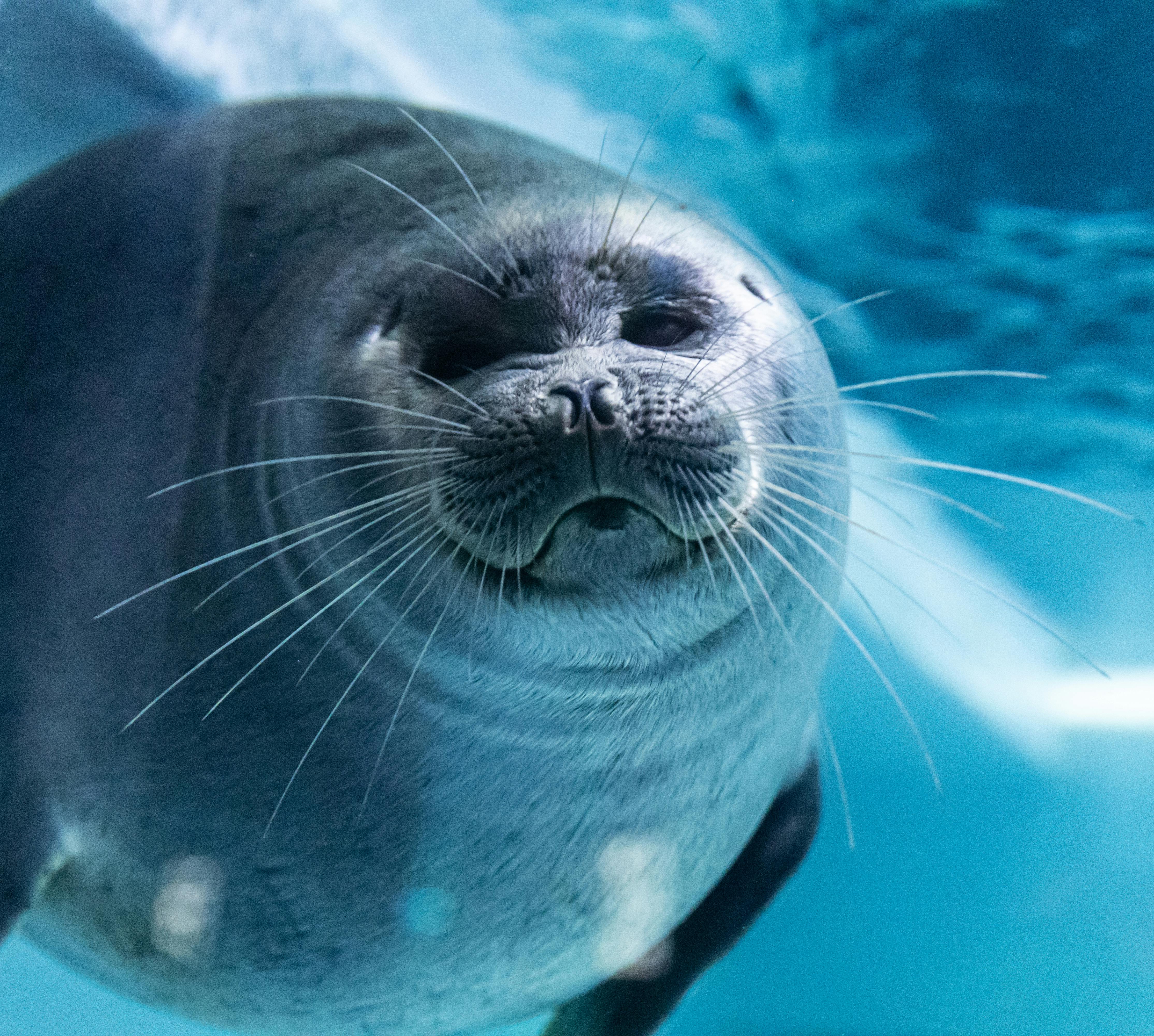 Primer Plano De Una Foca Común Nadando Bajo El Agua · Foto de stock ...