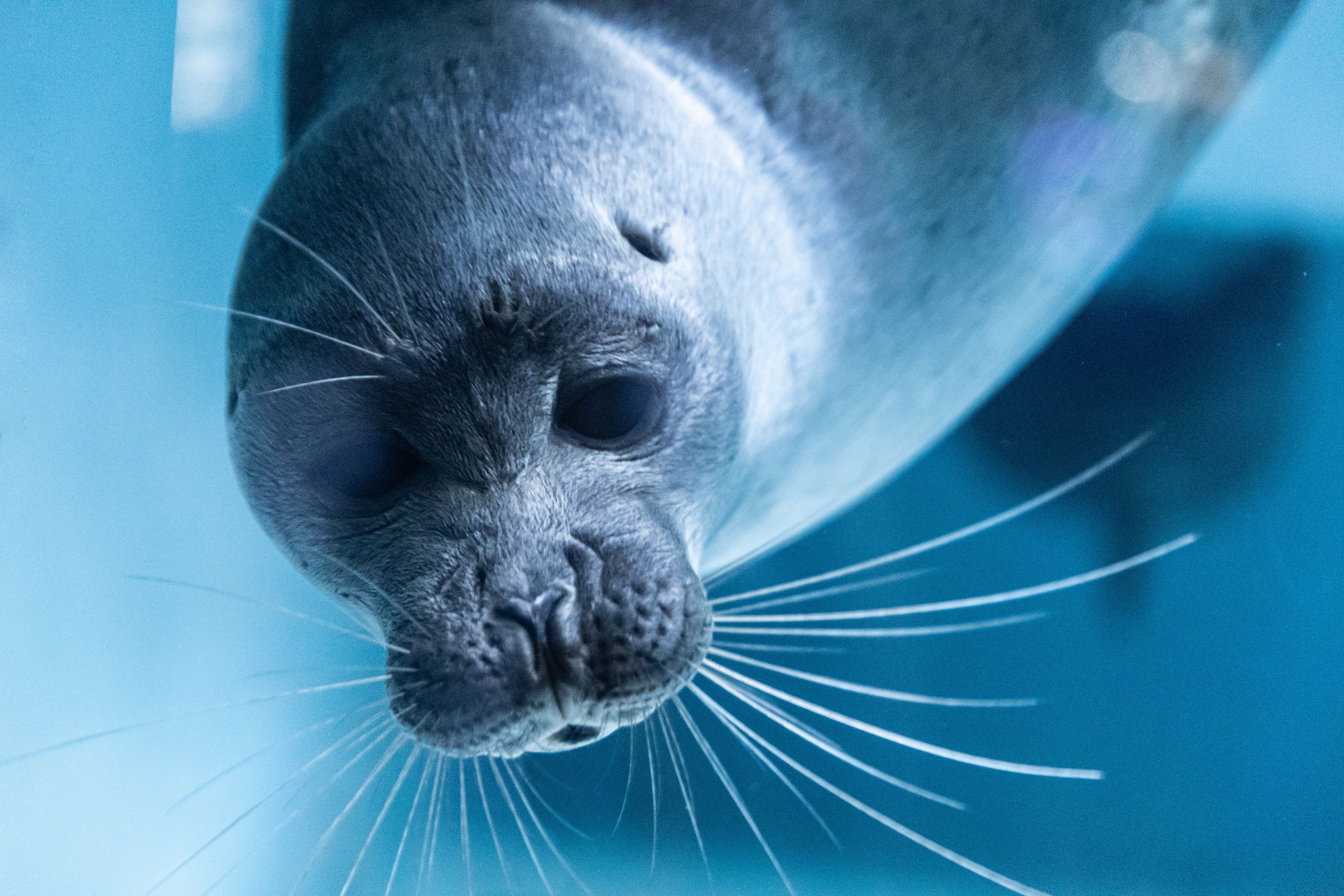 Seal Underwater · Free Stock Photo