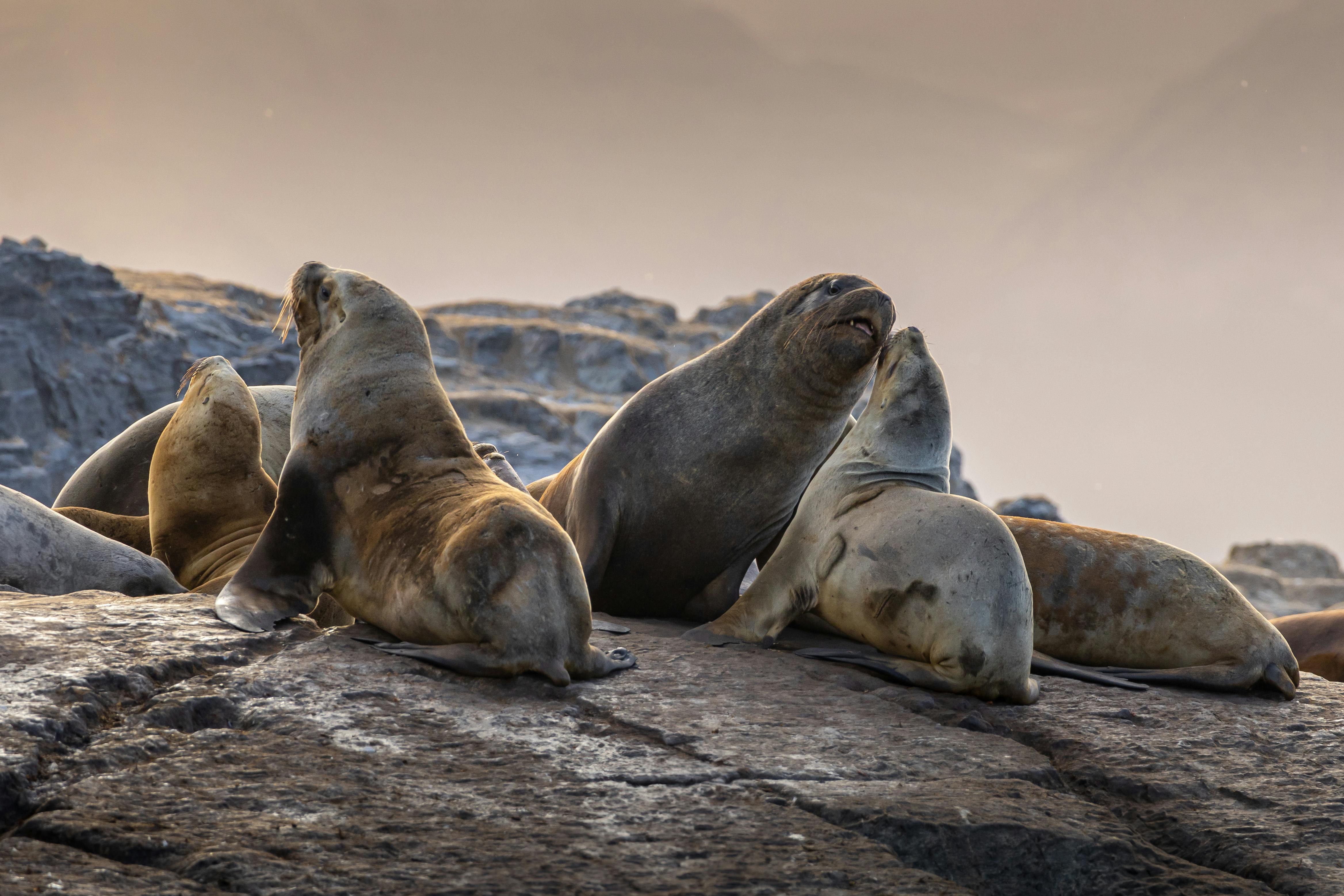 Seal Lions Photos, Download The BEST Free Seal Lions Stock Photos & HD ...