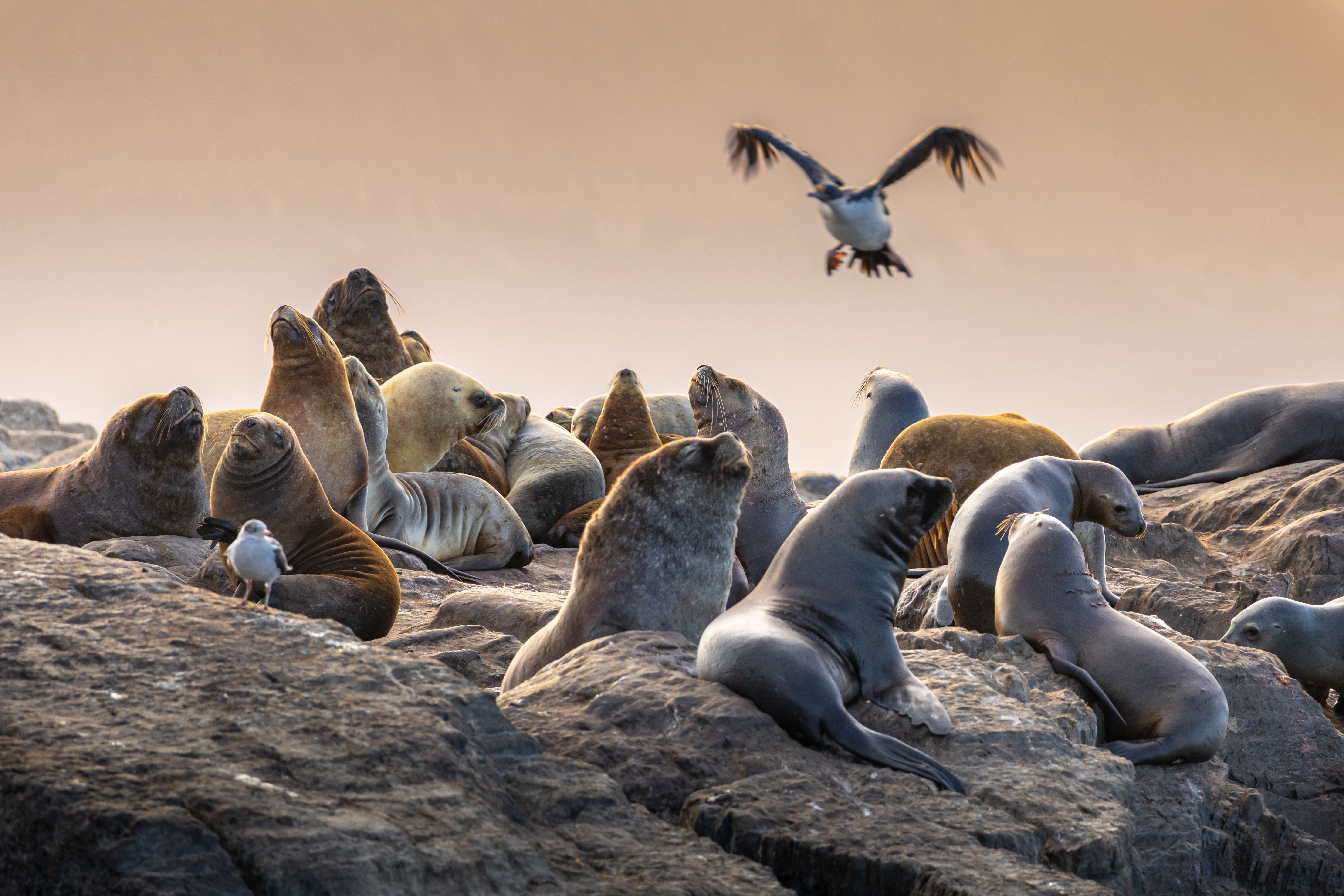 A group of seals on a rock · Free Stock Photo