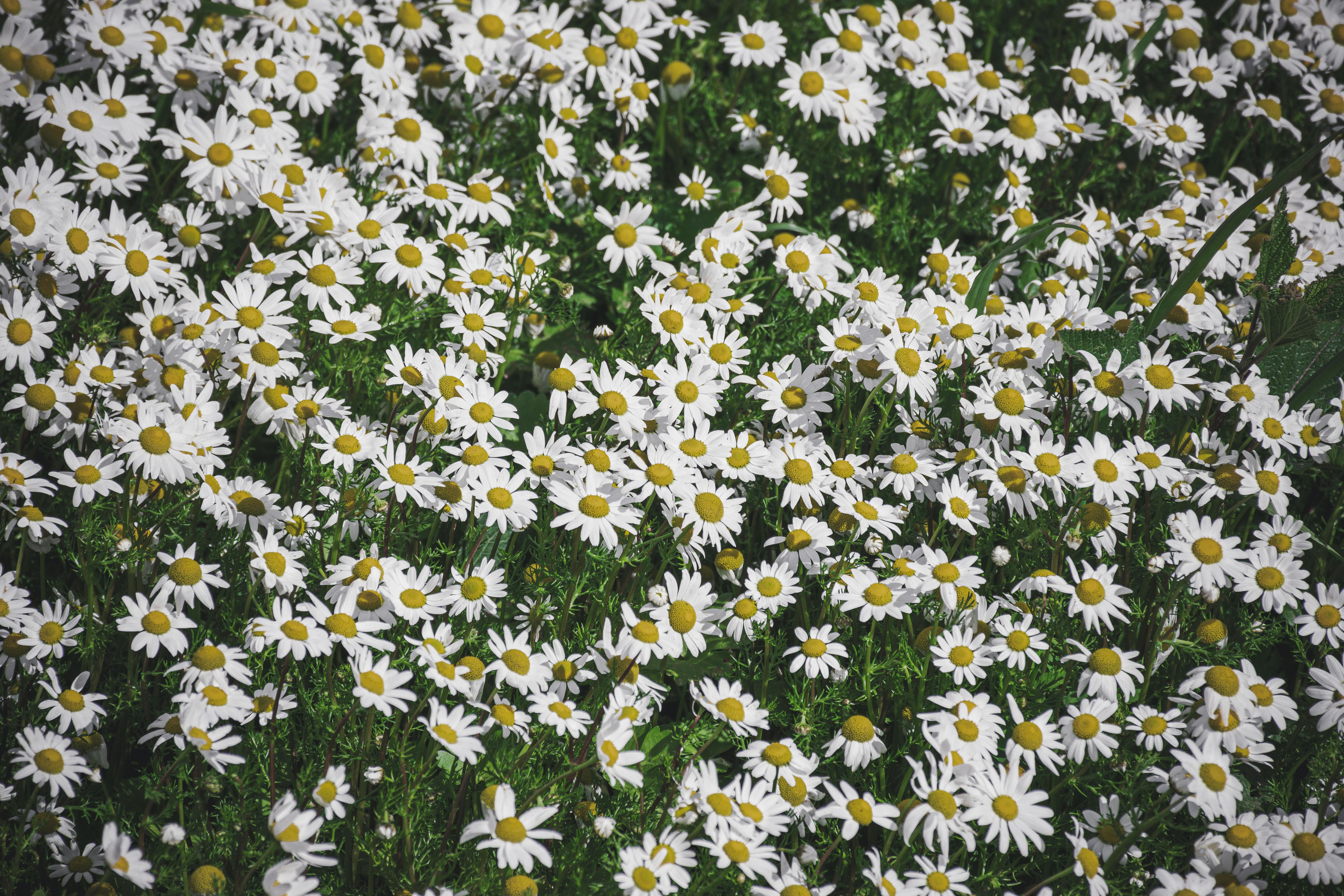 Chamomile · Free Stock Photo