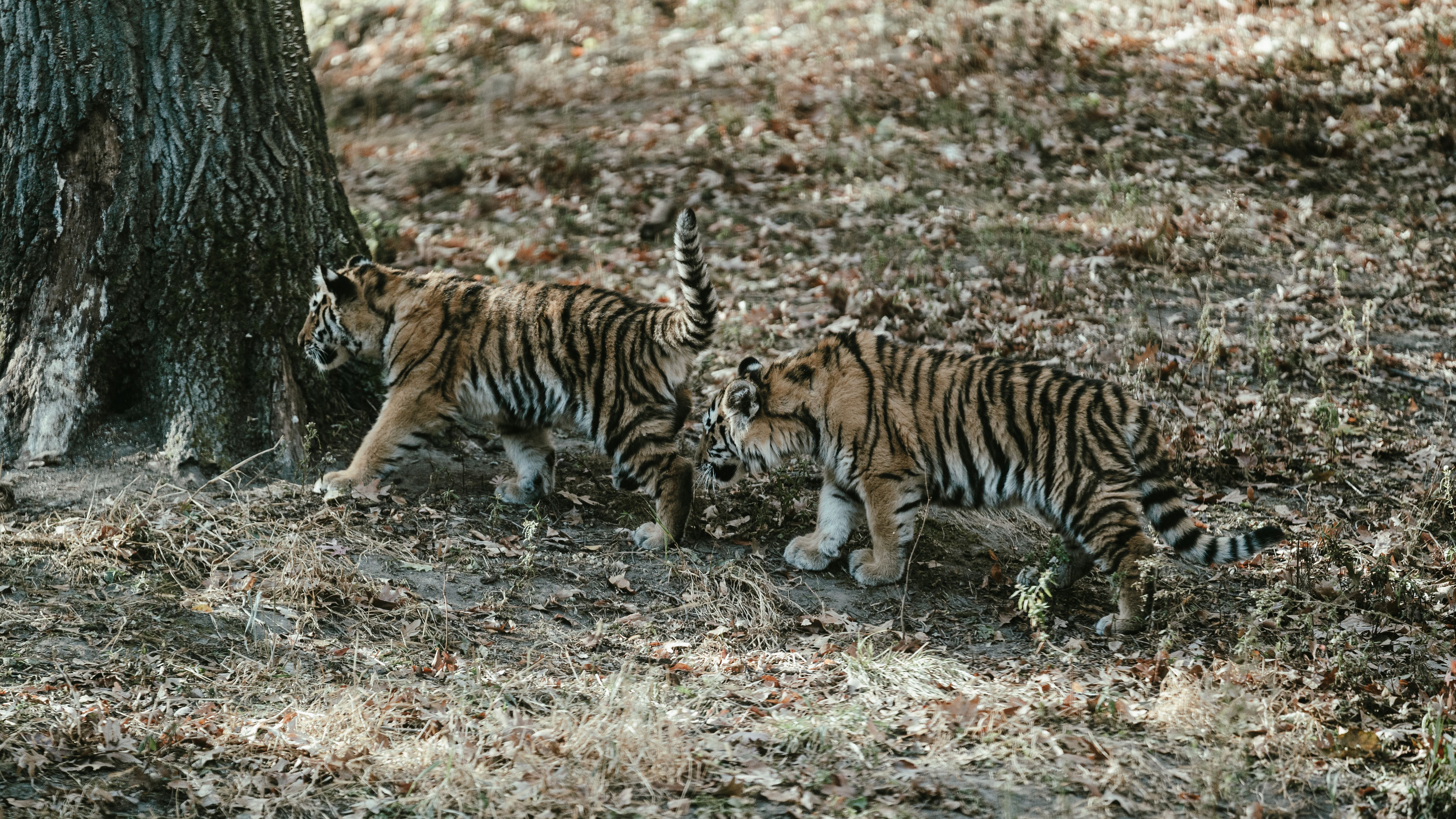 Two Adorable Tiger Cubs Exploring the Forest · Free Stock Photo