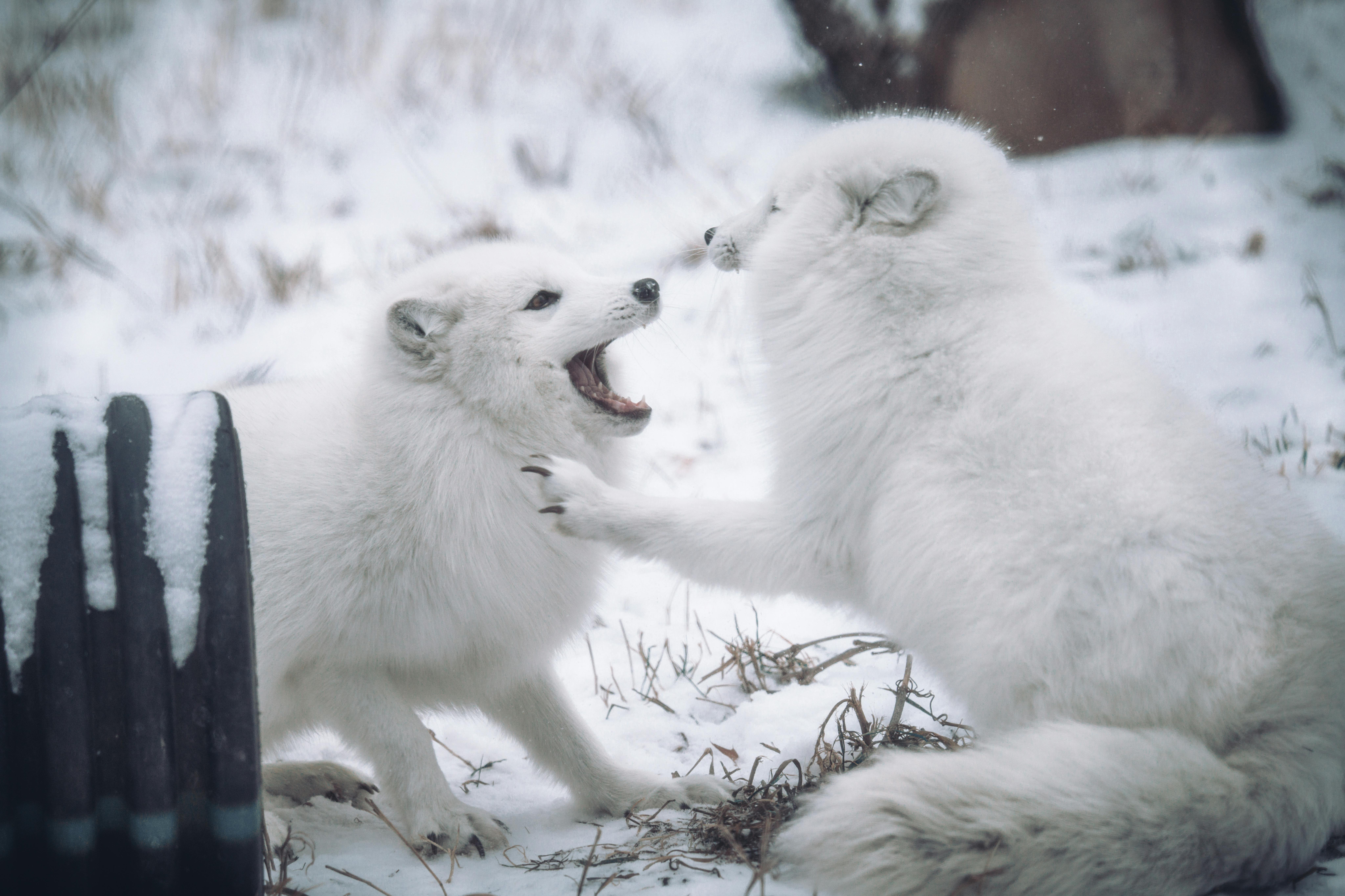 Close-up of Two Arctic Foxes Playfully Interacting · Free Stock Photo