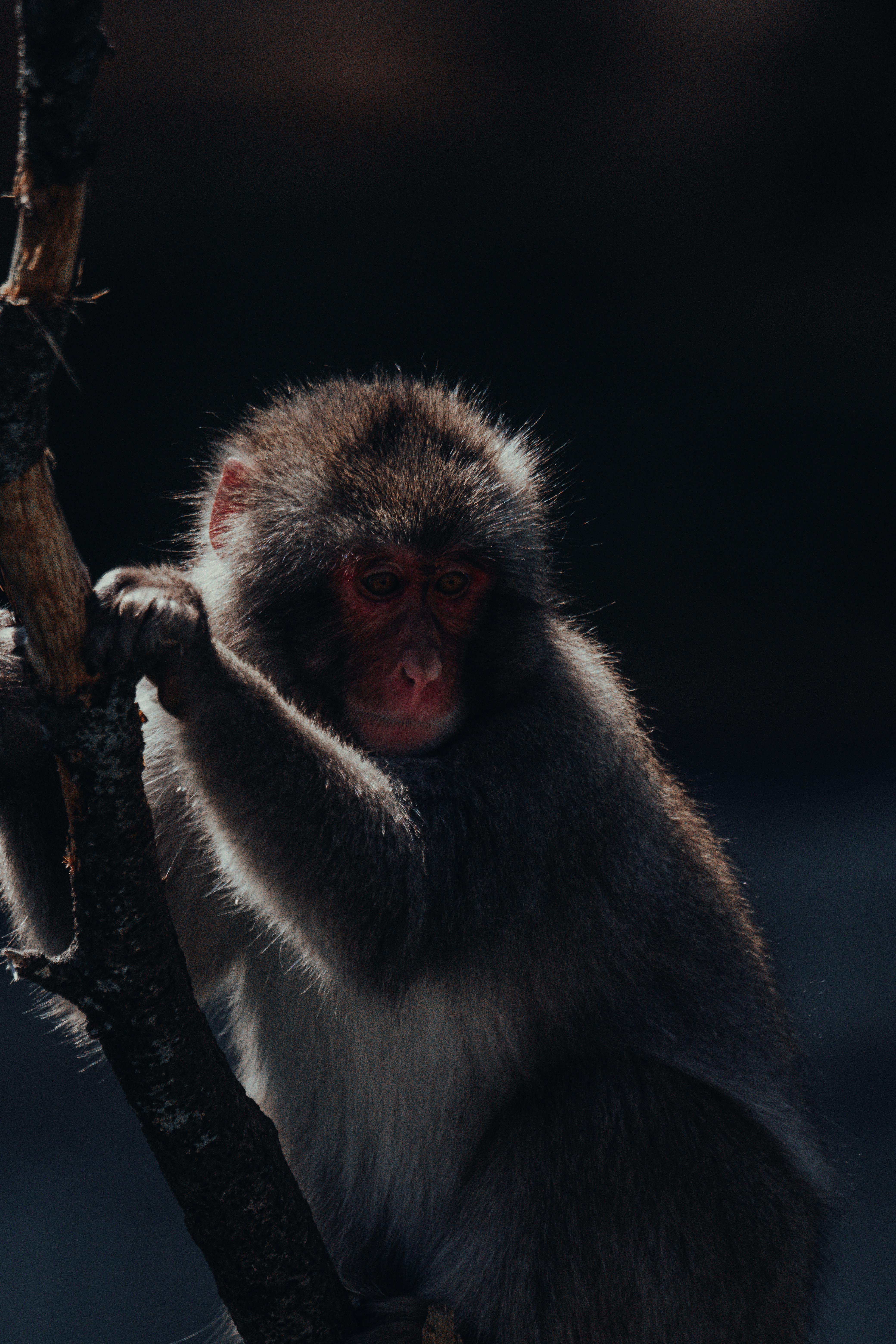 Close-Up of Japanese Macaque in Natural Habitat · Free Stock Photo