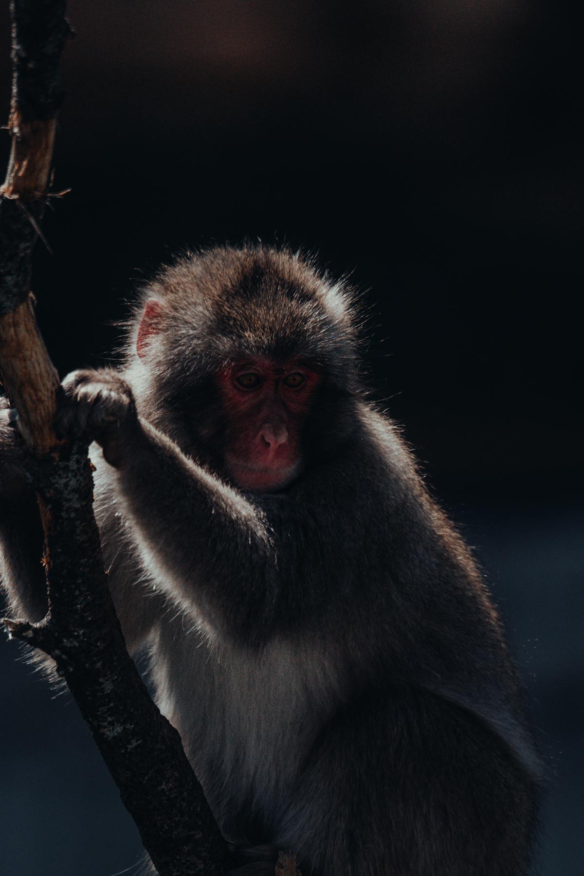 4k Monkey Photos, Download The BEST Free 4k Monkey Stock Photos & HD Images