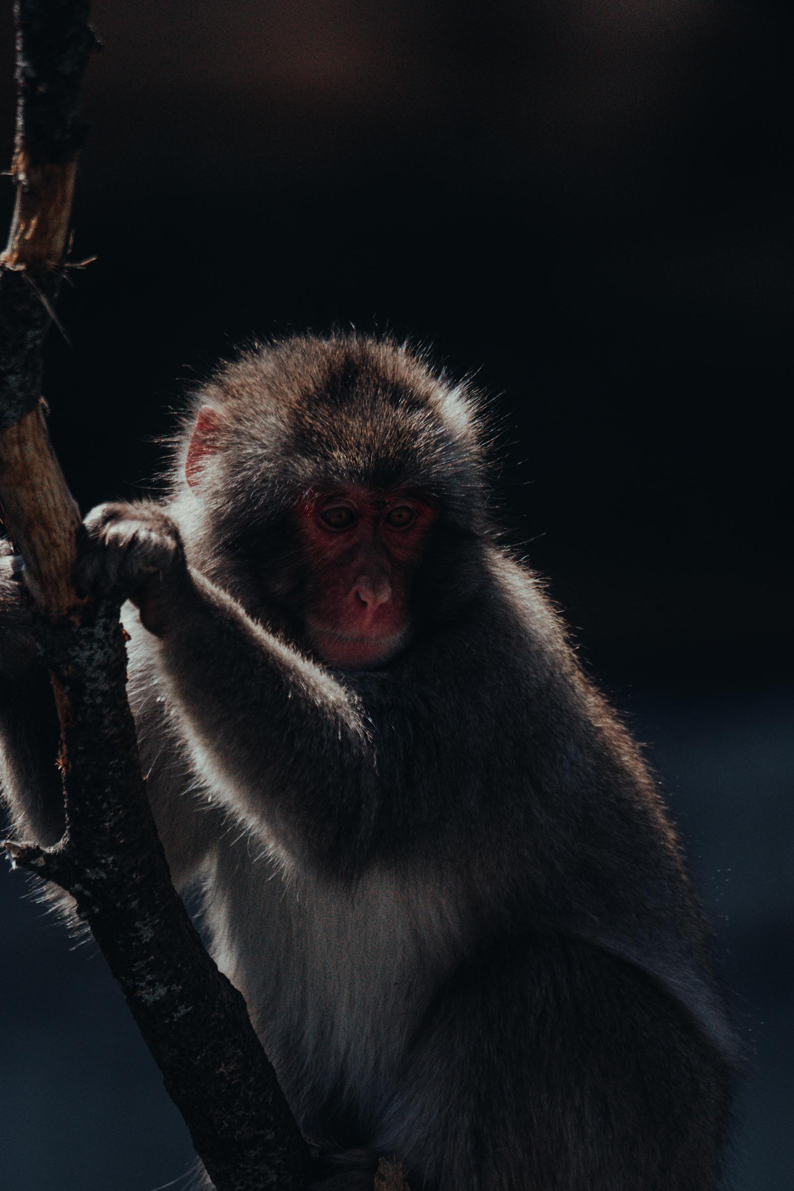 4k Monkey Photos, Download The BEST Free 4k Monkey Stock Photos & HD Images