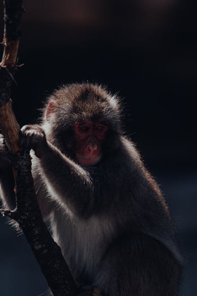 4k Monkey Wallpaper Photos, Download The BEST Free 4k Monkey Wallpaper ...