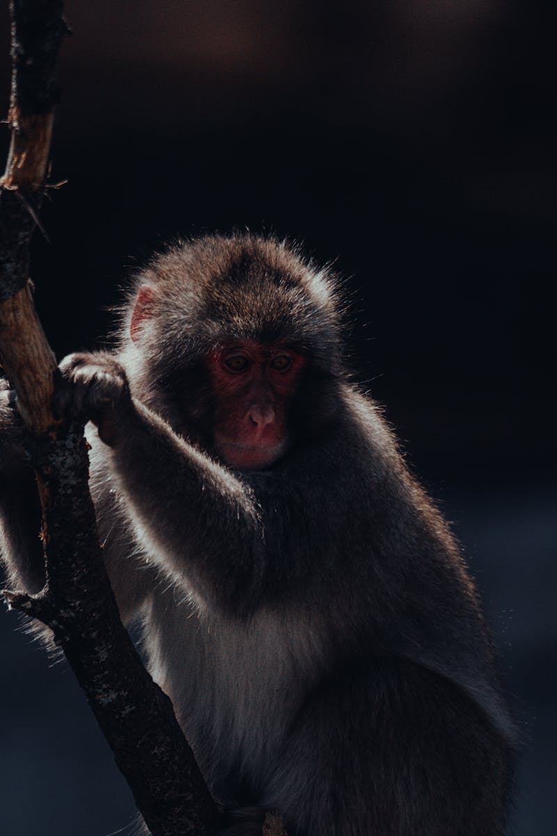 4k Monkey Wallpaper Photos, Download The BEST Free 4k Monkey Wallpaper Stock Photos & HD Images
