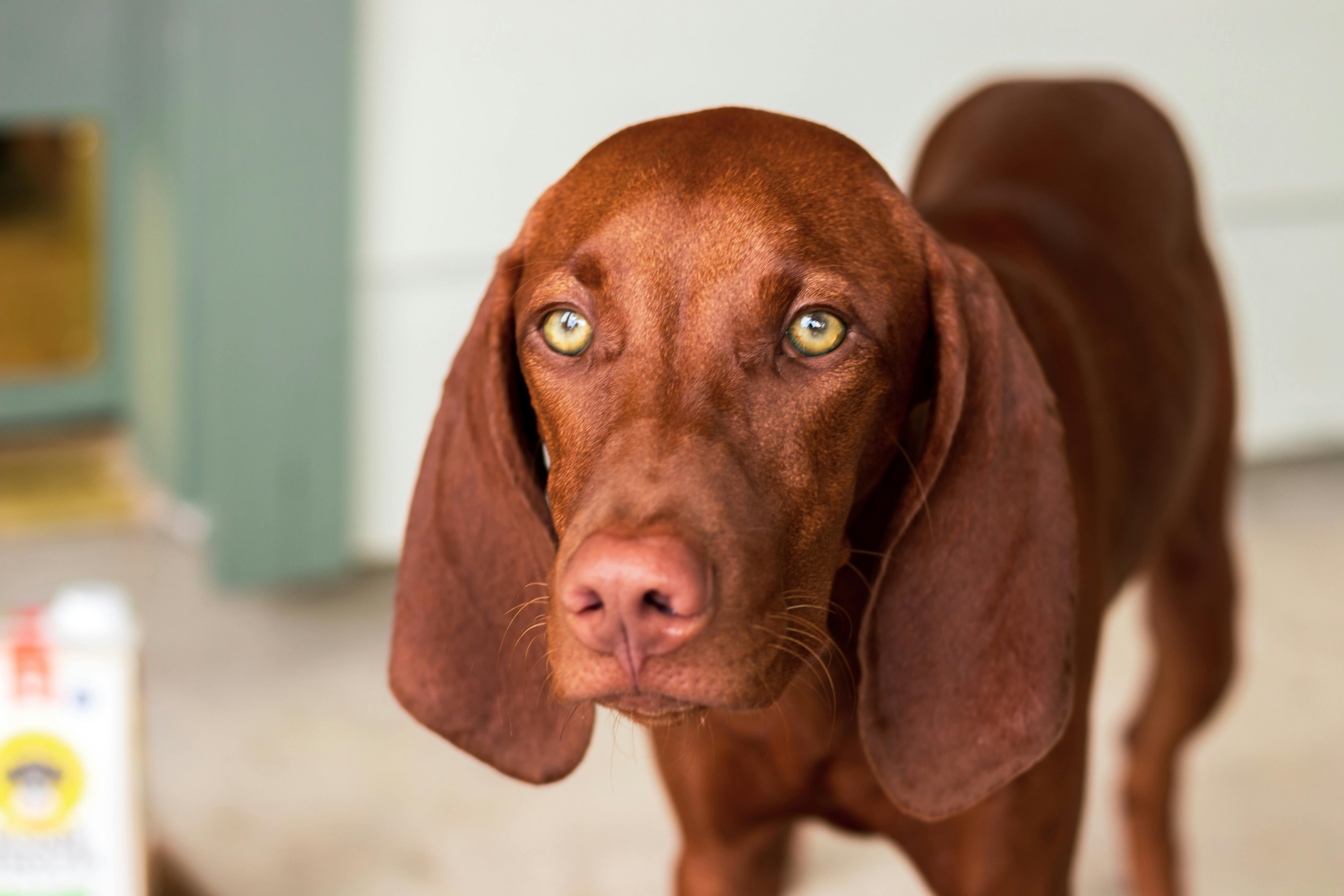 Charles Roth - Fotografía