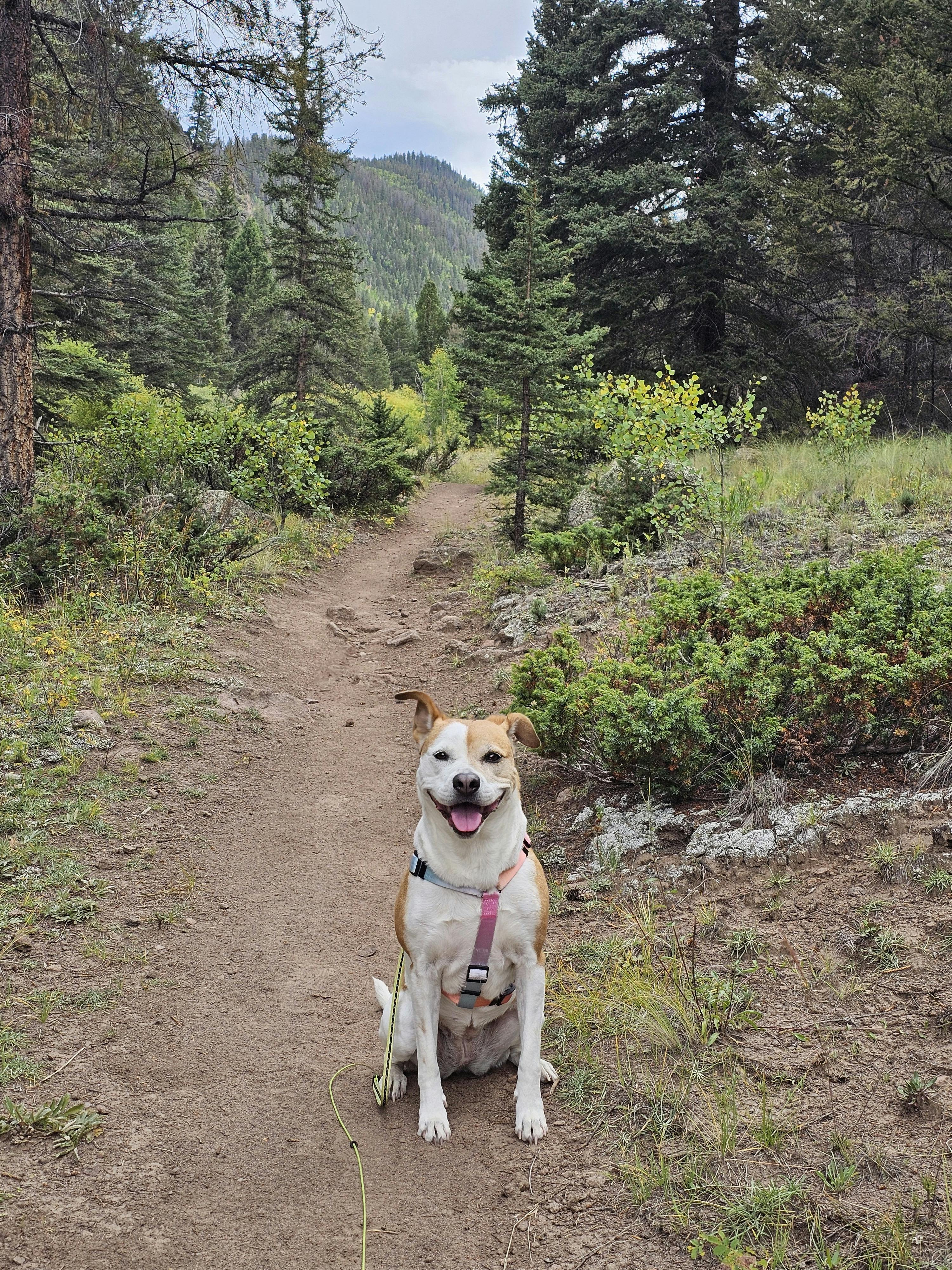 Happy Dog on Forest Trail in Summer · Free Stock Photo