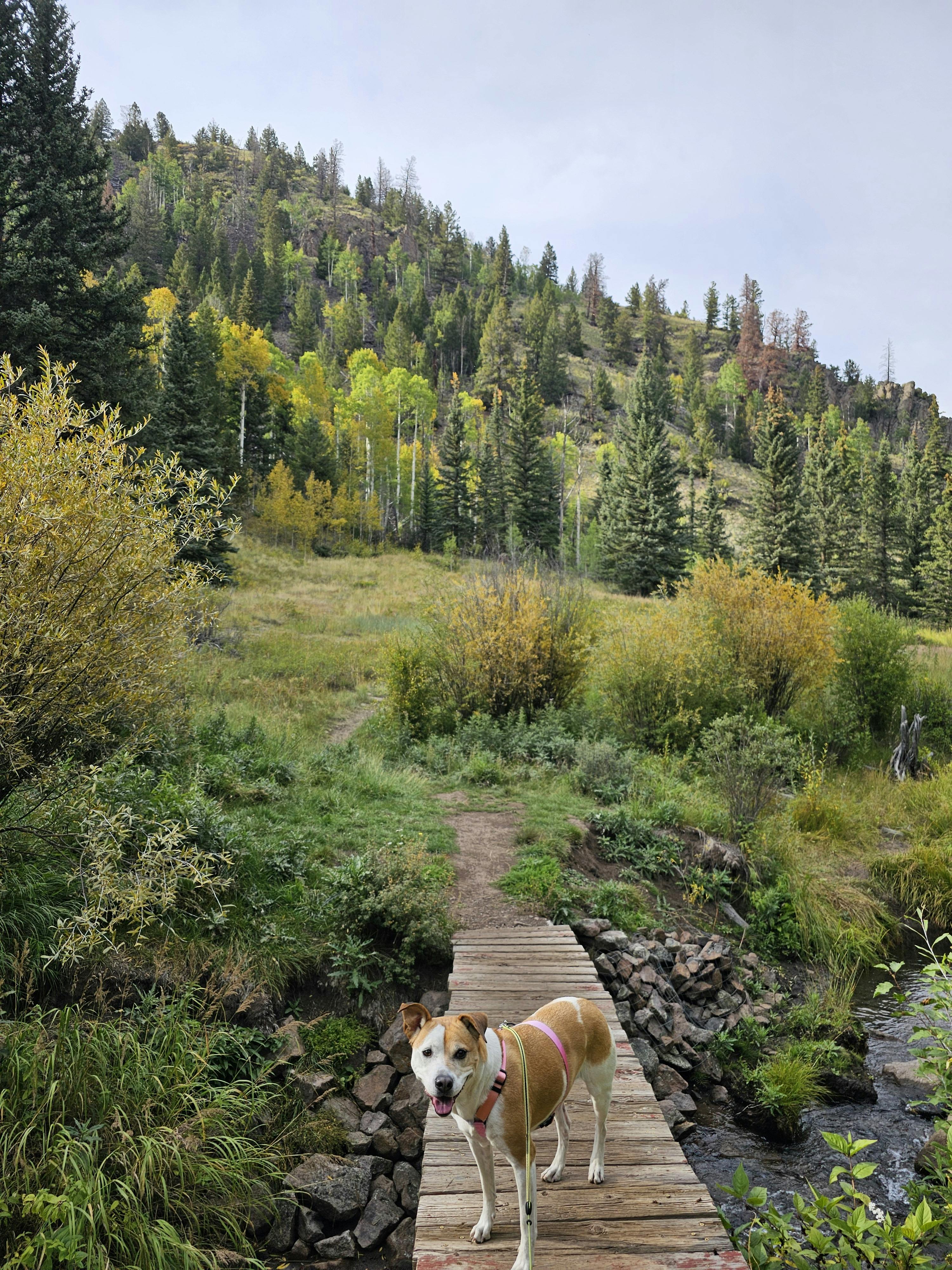 Dog on Scenic Wooden Trail Bridge in Forest · Free Stock Photo