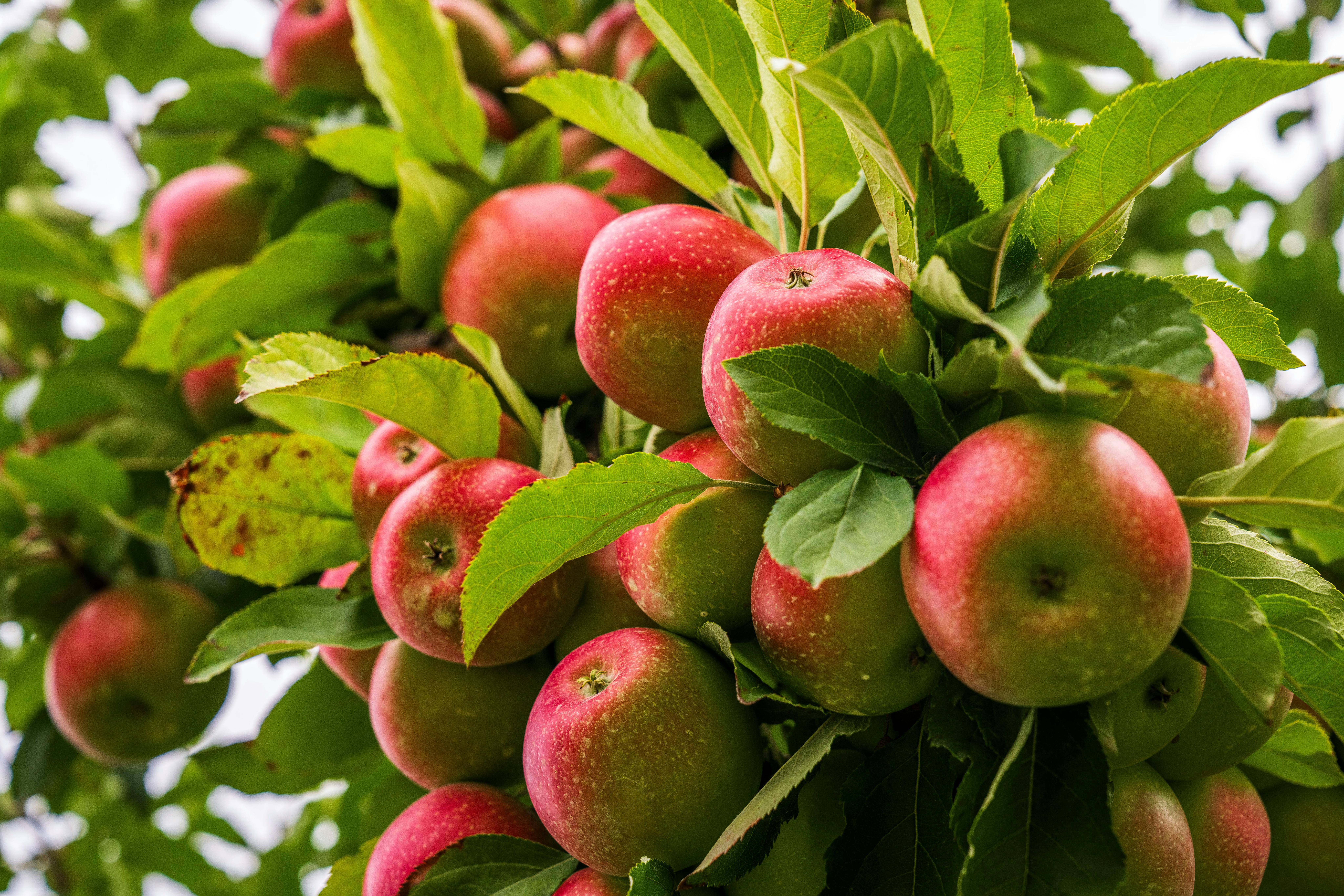 Red Apples · Free Stock Photo