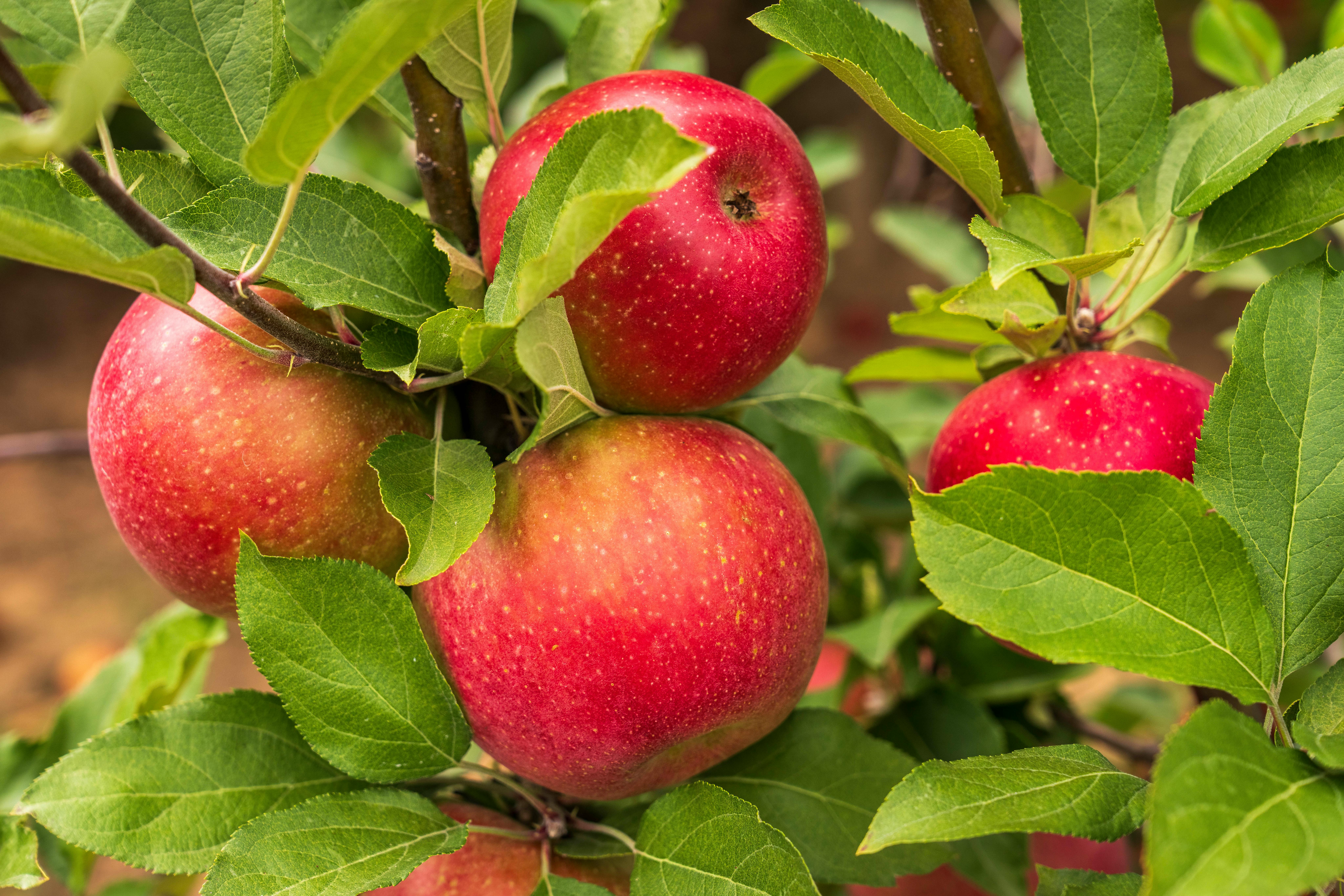 A close up of a tree with apples on it · Free Stock Photo