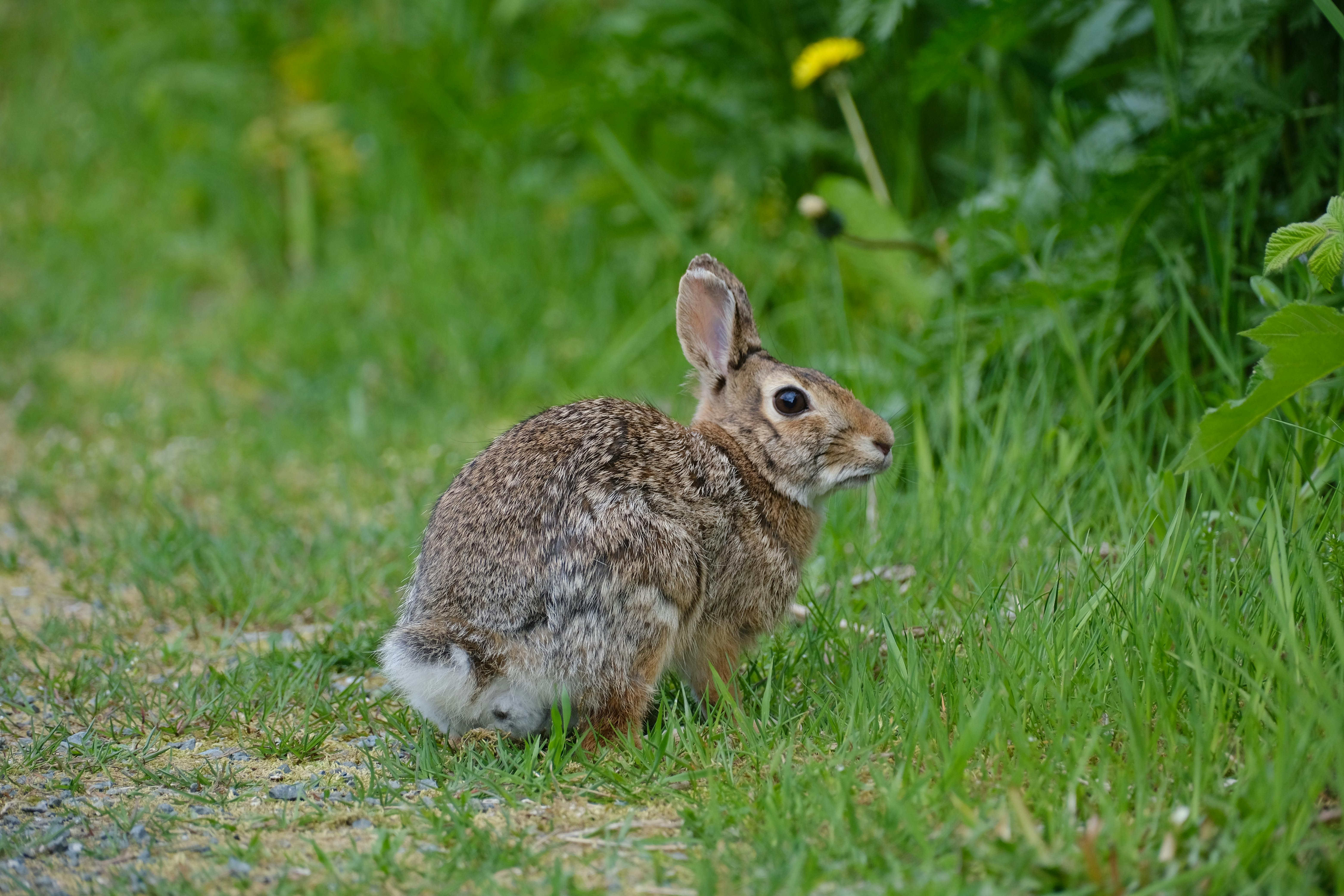 Little rabbit · Free Stock Photo