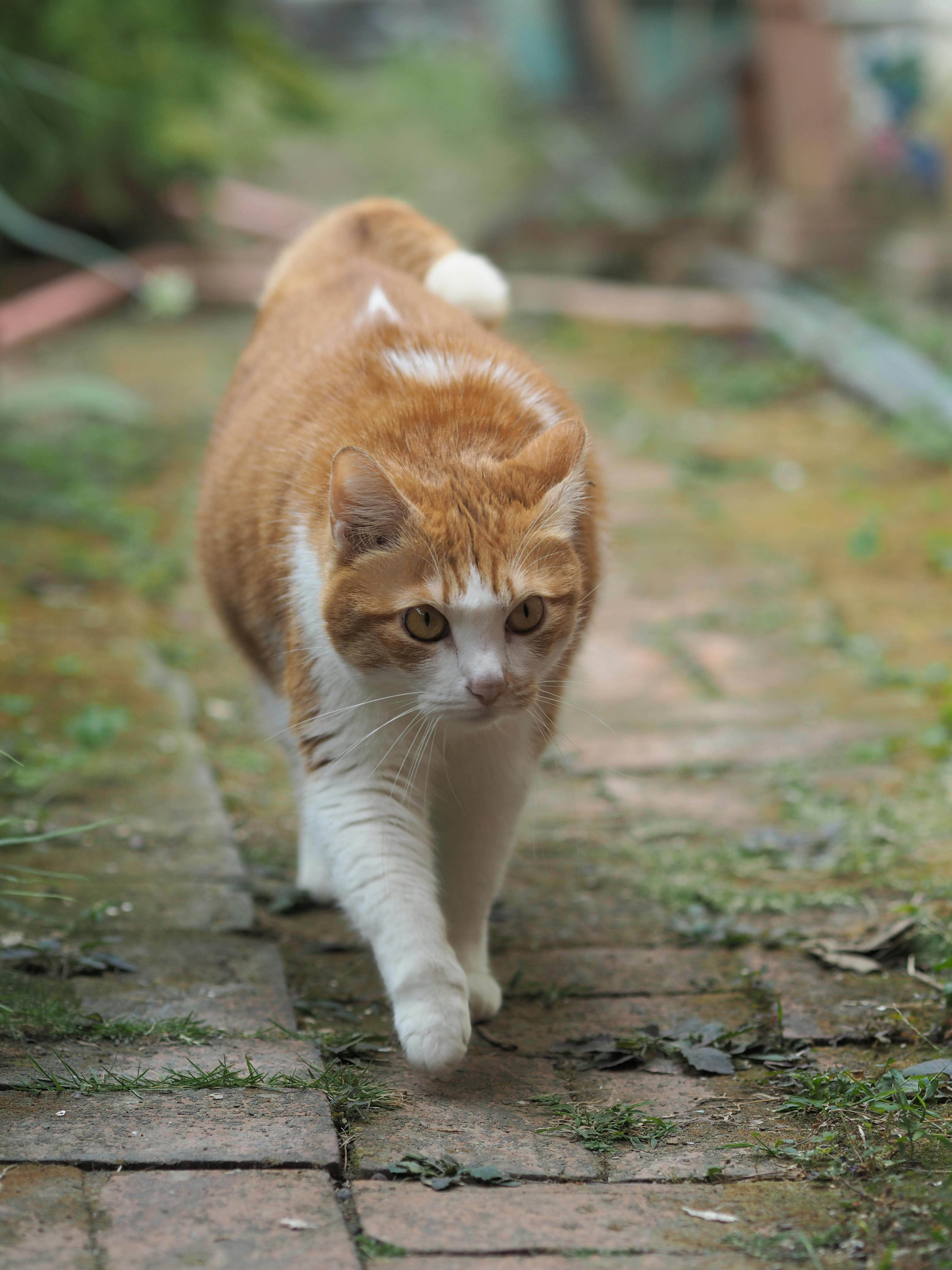 Cat walking on the path · Free Stock Photo