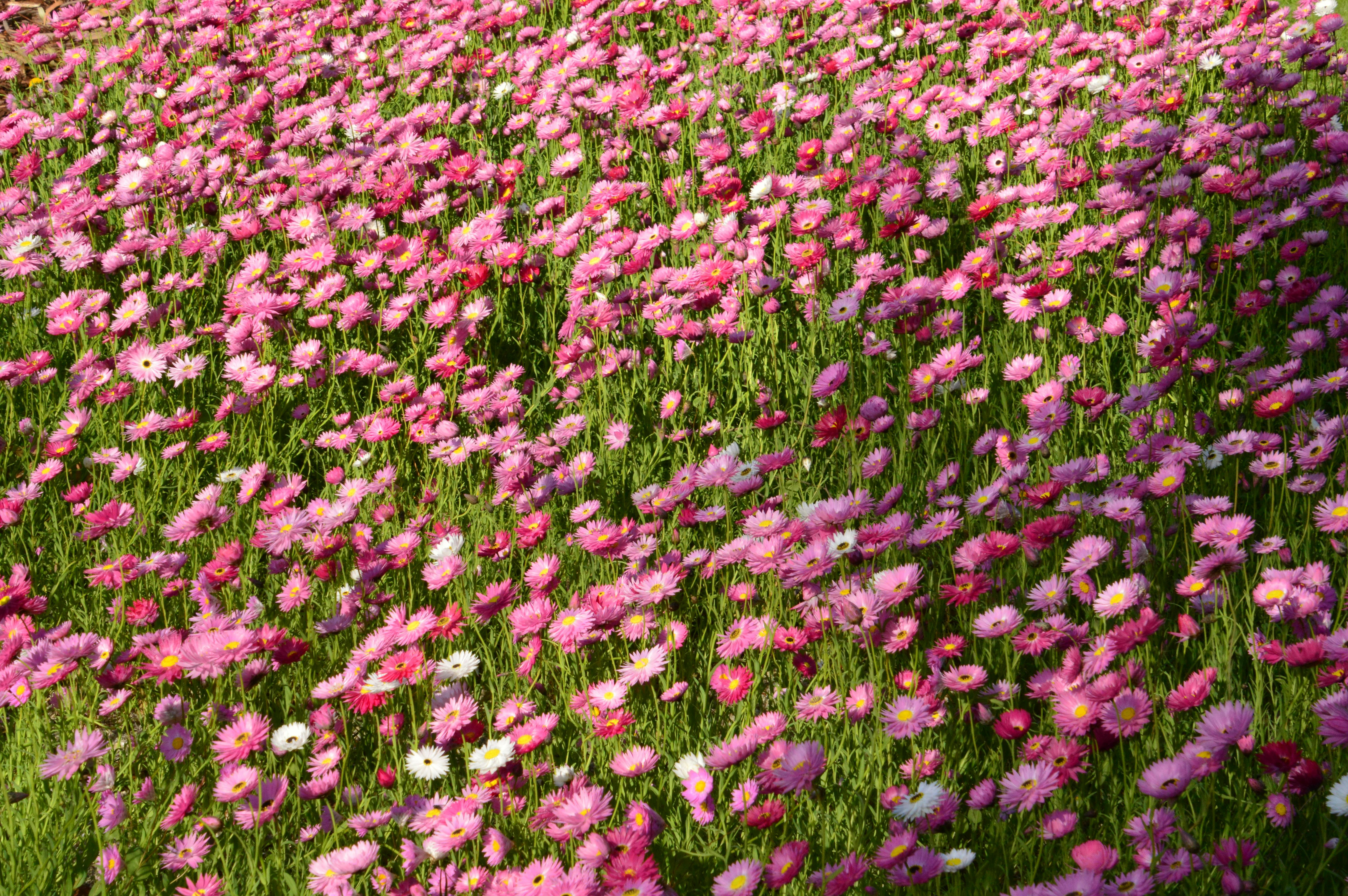 Vibrant Field of Pink Everlasting Daisies in Bloom · Free Stock Photo