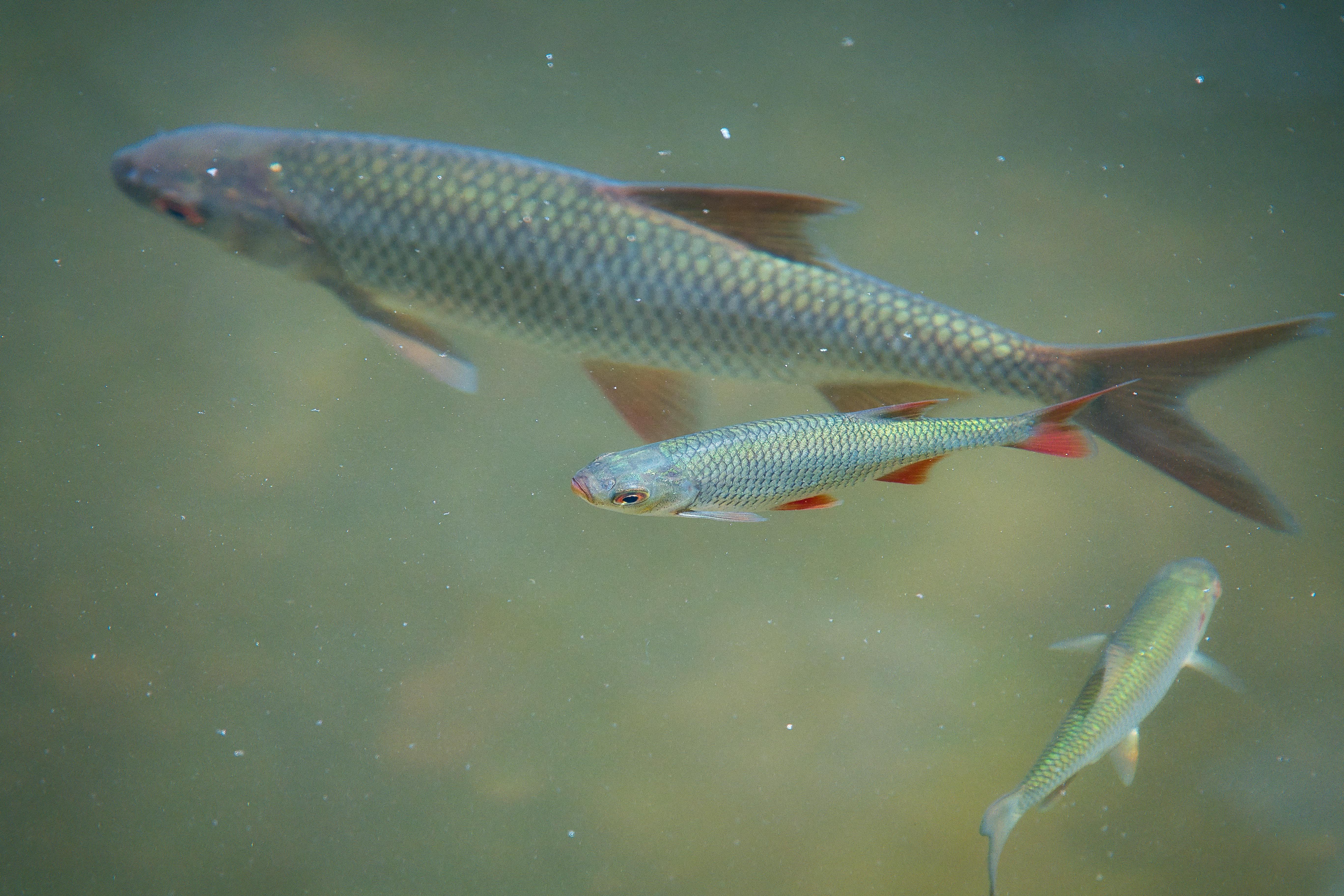 Silver fish with red fins · Free Stock Photo