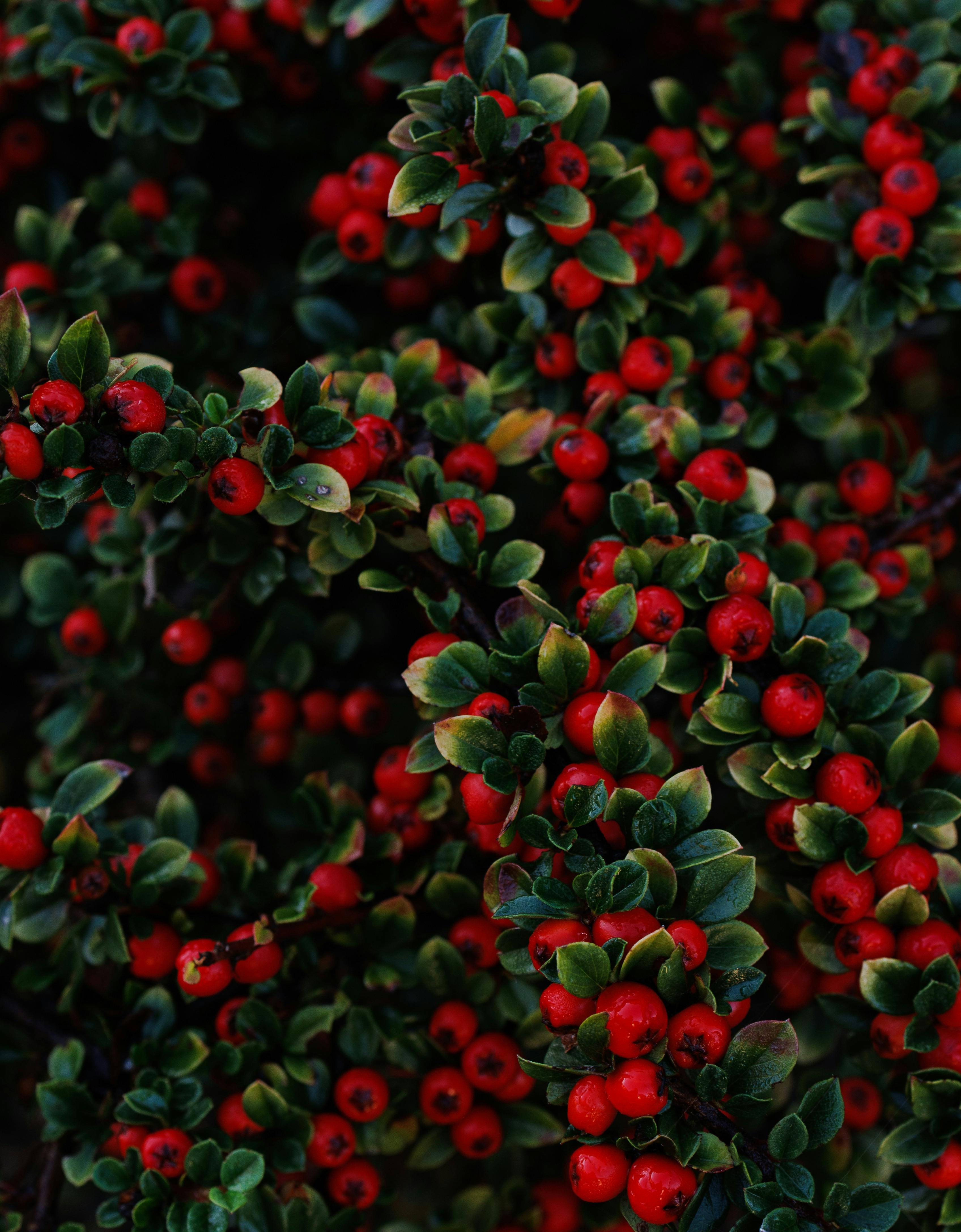 Vibrant Red Berries on Green Foliage · Free Stock Photo