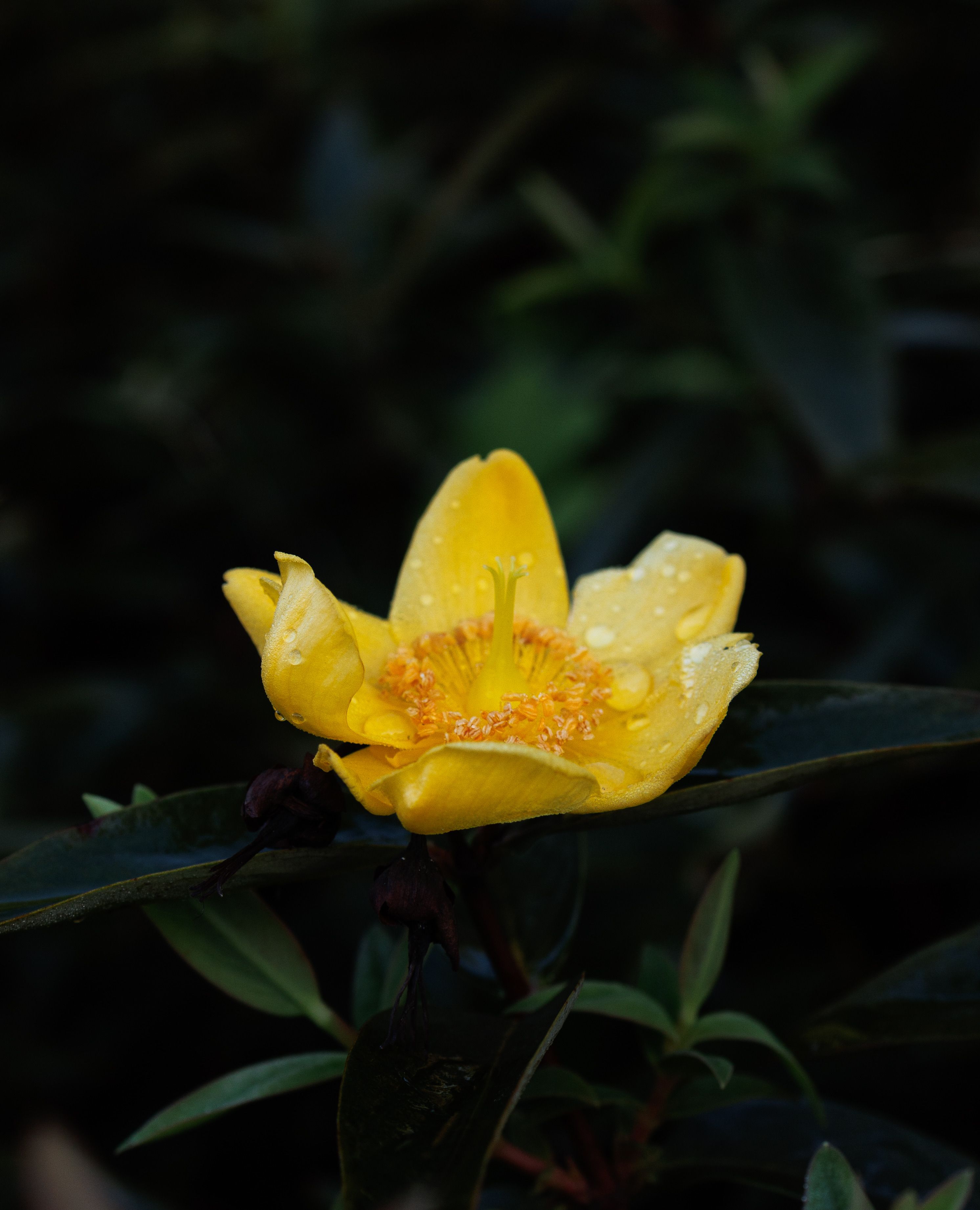 Vibrant Yellow Flower with Dew Drops in Garden · Free Stock Photo