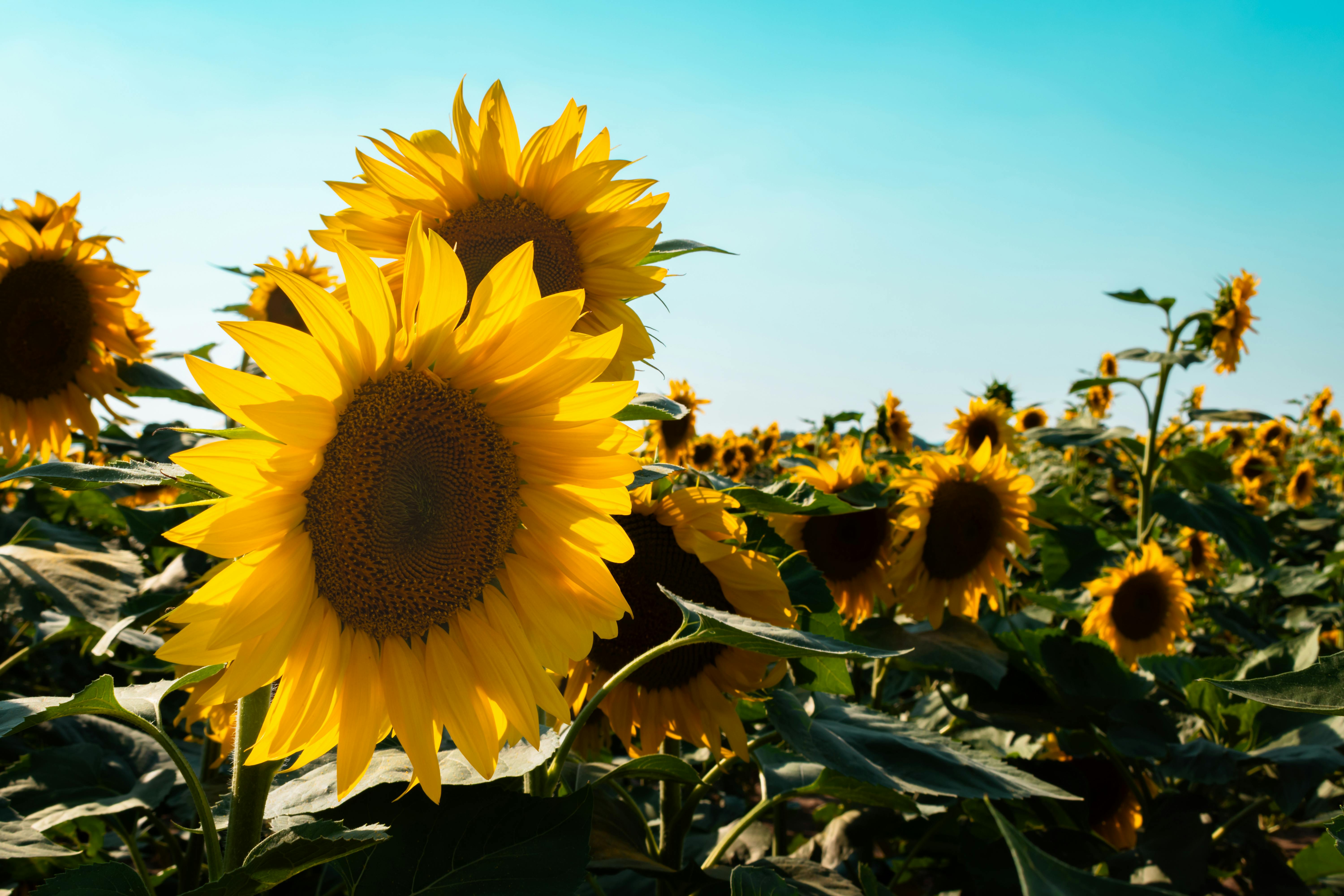 Ladang Bunga Matahari Yang Cerah Di Hari Musim Panas · Foto Stok Gratis