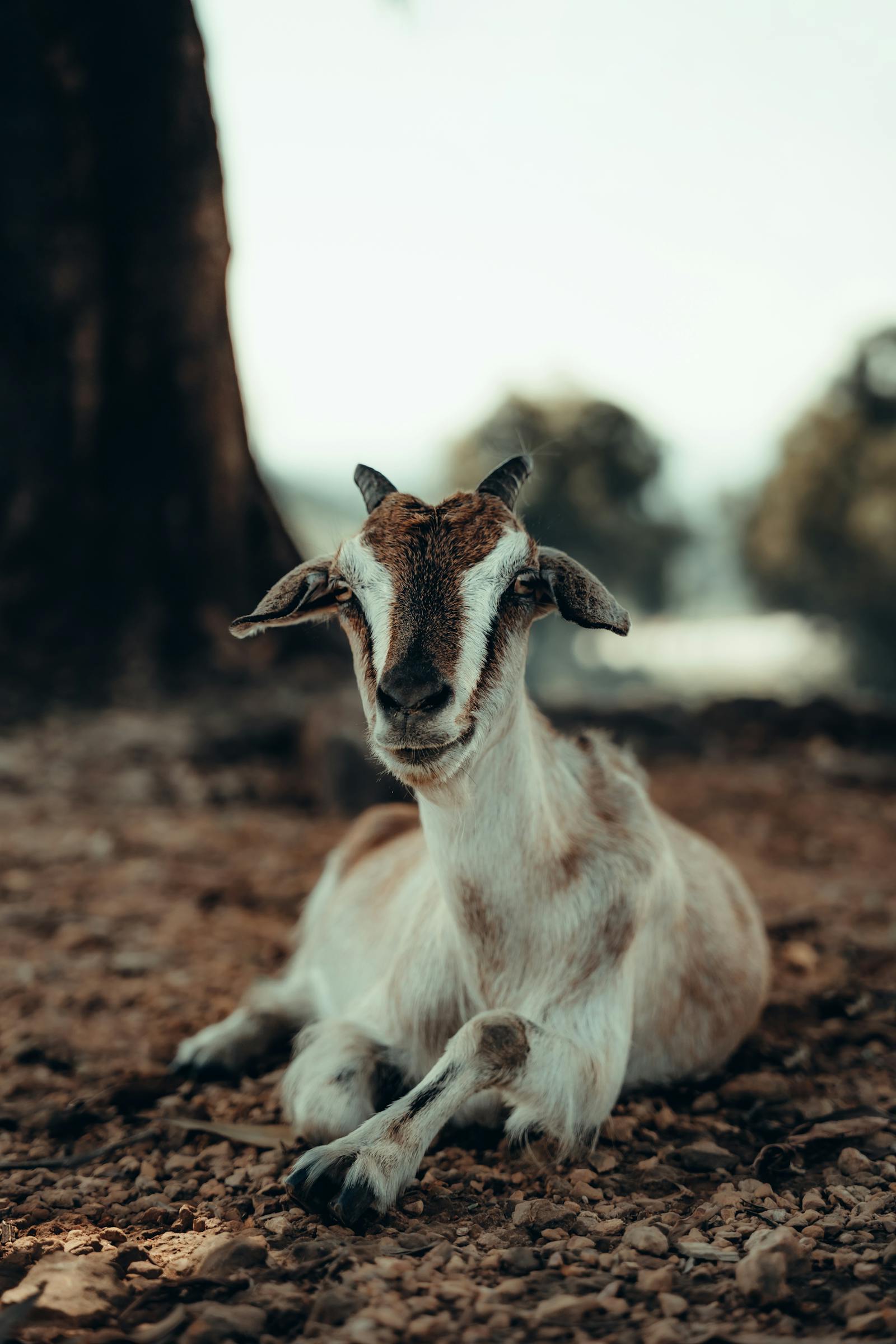 Goat Picture Photos, Download The BEST Free Goat Picture Stock Photos ...
