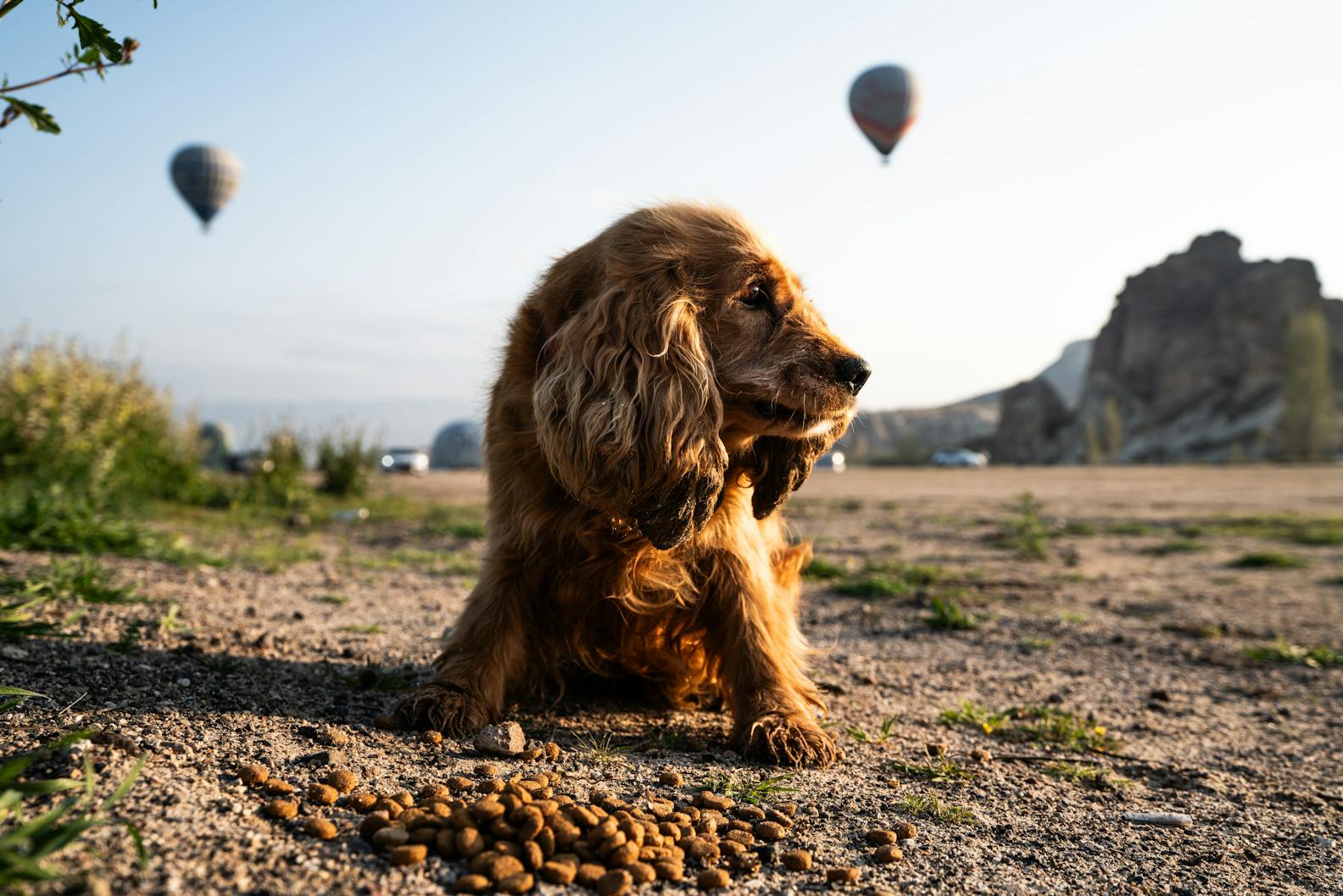 Are Cocker Spaniels Hunting Dogs: A Guide to Their Skills