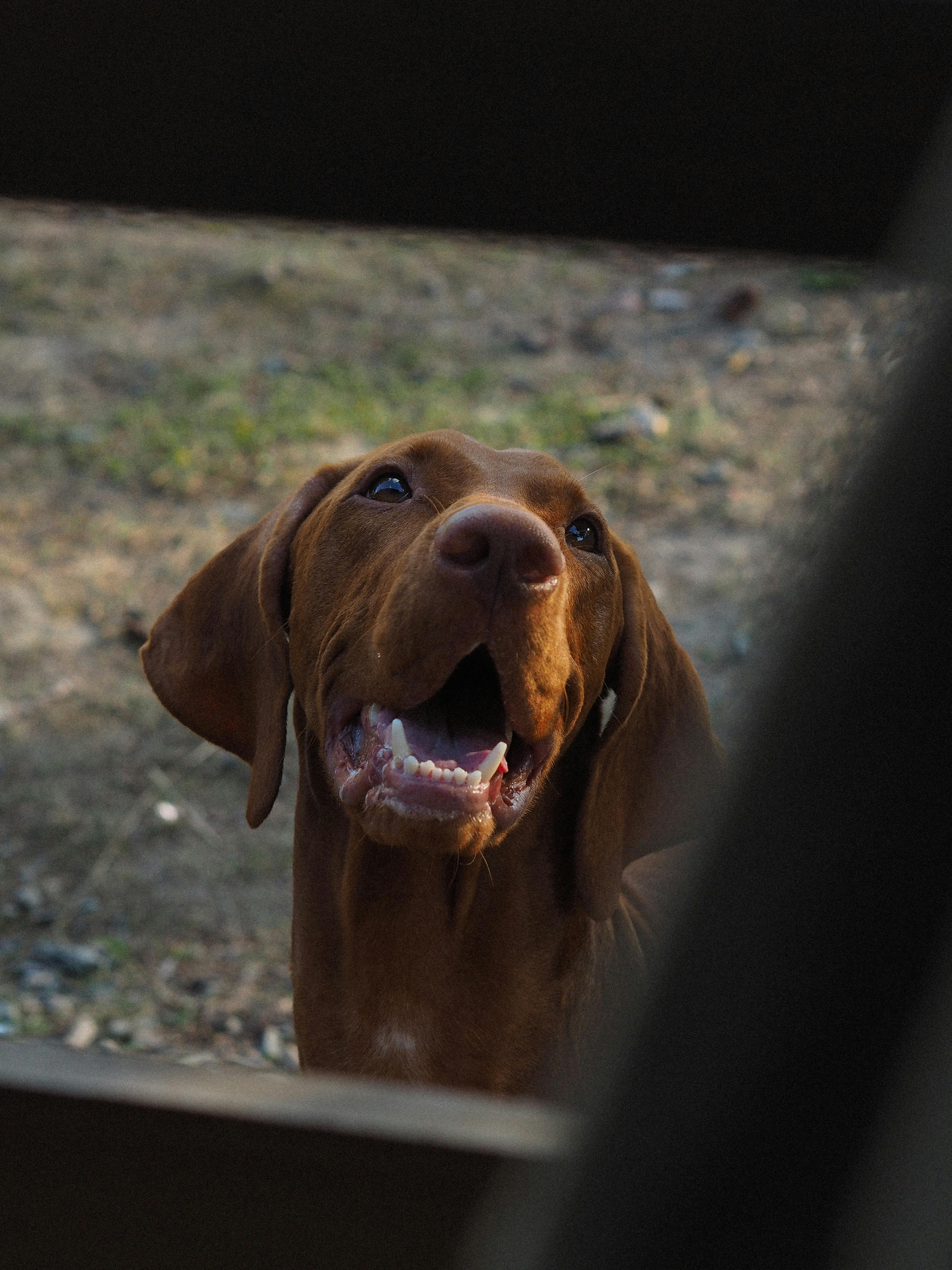 Puppy Grin Photos, Download The BEST Free Puppy Grin Stock Photos & HD ...