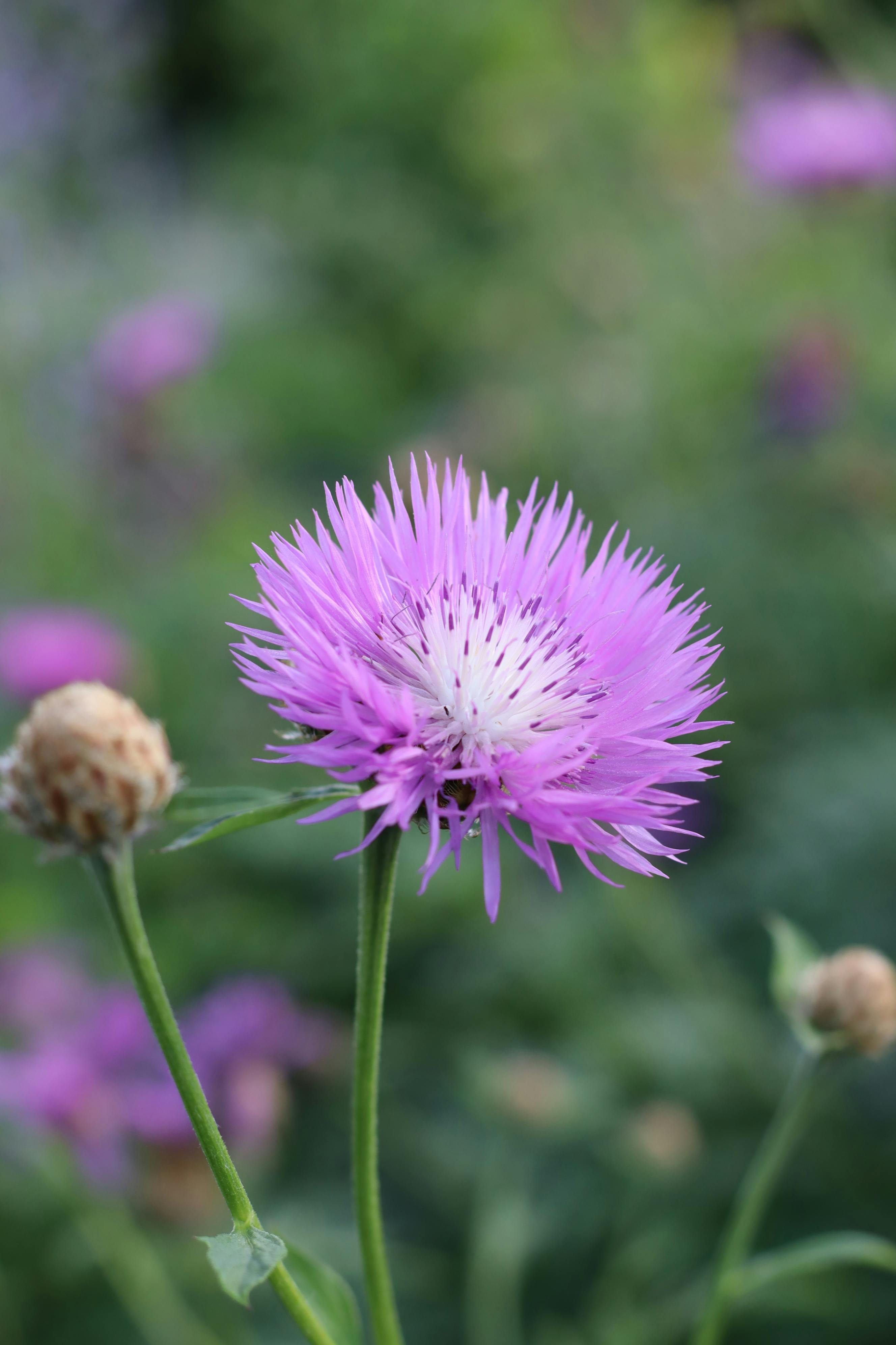 Close-Up of Purple Cornflower in Garden Setting · Free Stock Photo