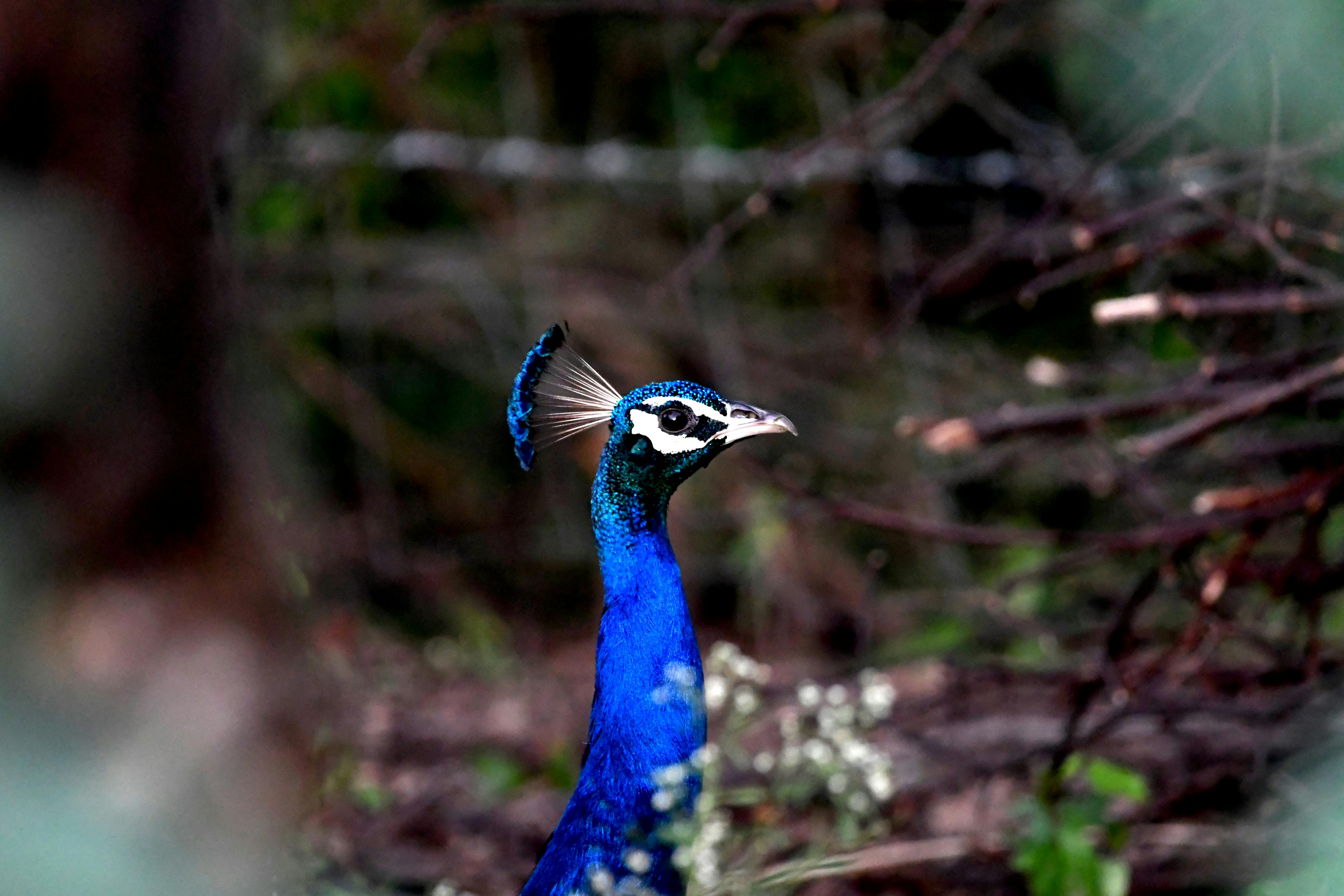 Blue and Brown Peacock · Free Stock Photo