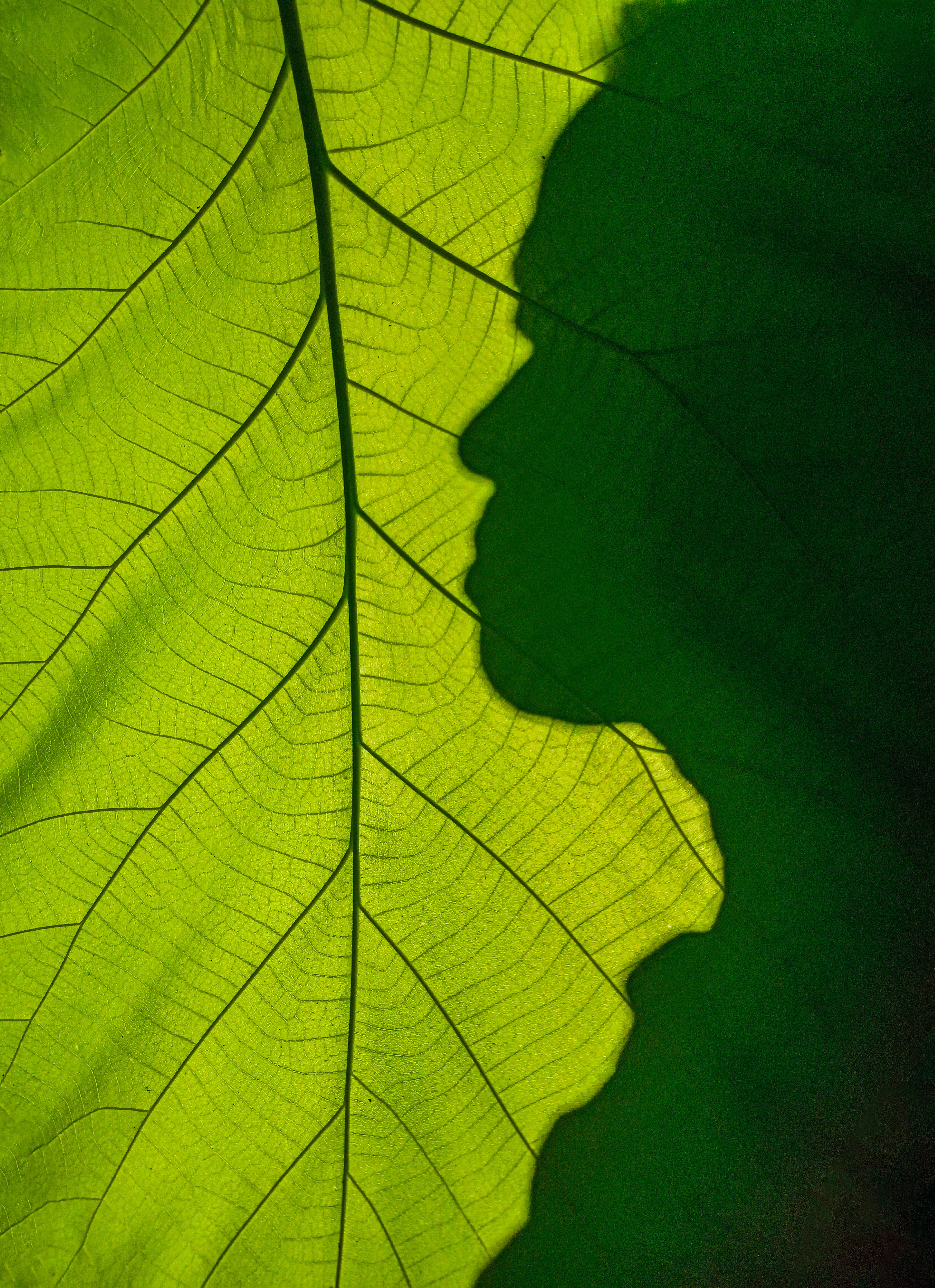 Bio Pattern Photos, Download The BEST Free Bio Pattern Stock Photos ...