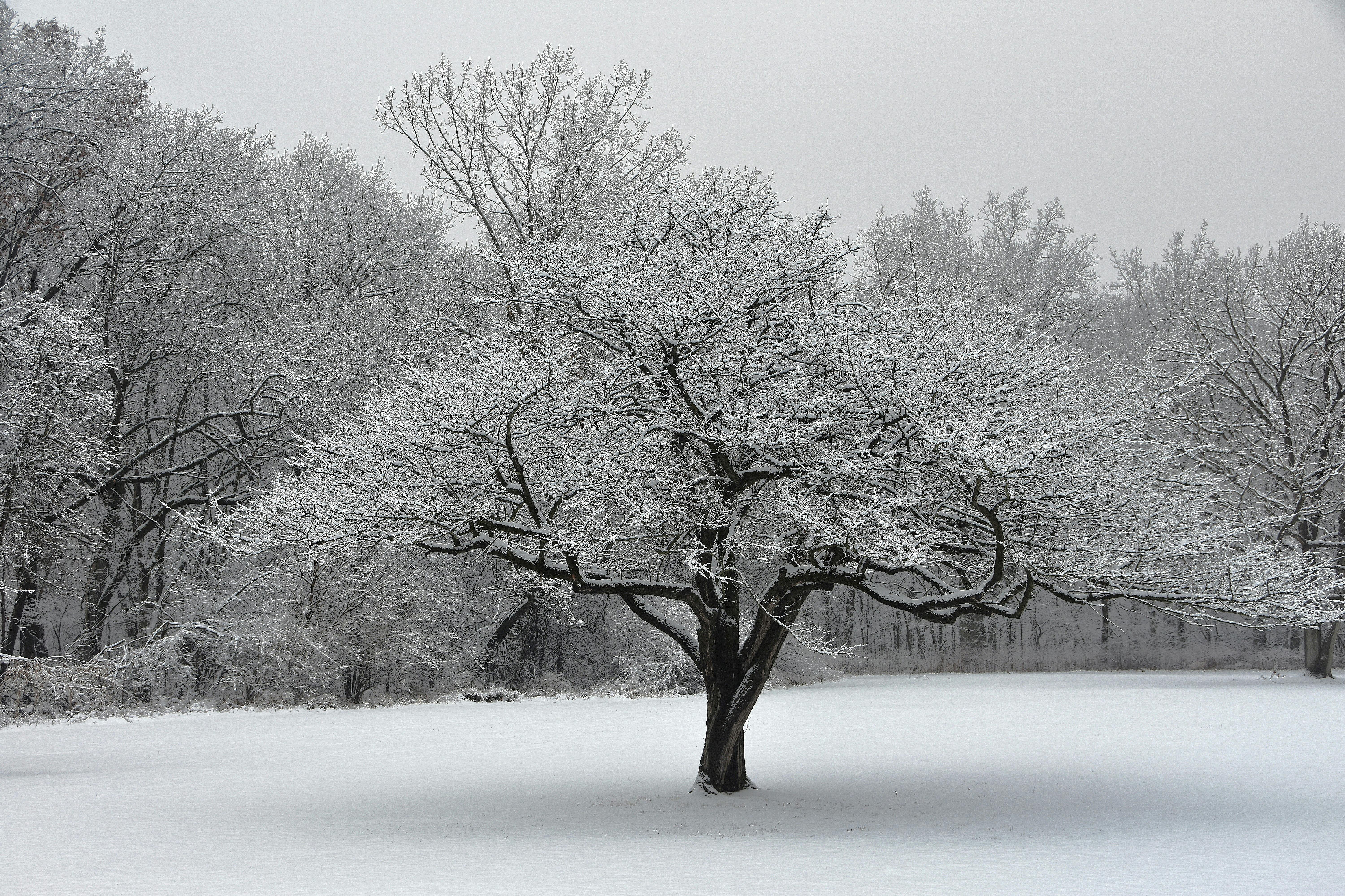 Photo of Tree Covered With Snow · Free Stock Photo