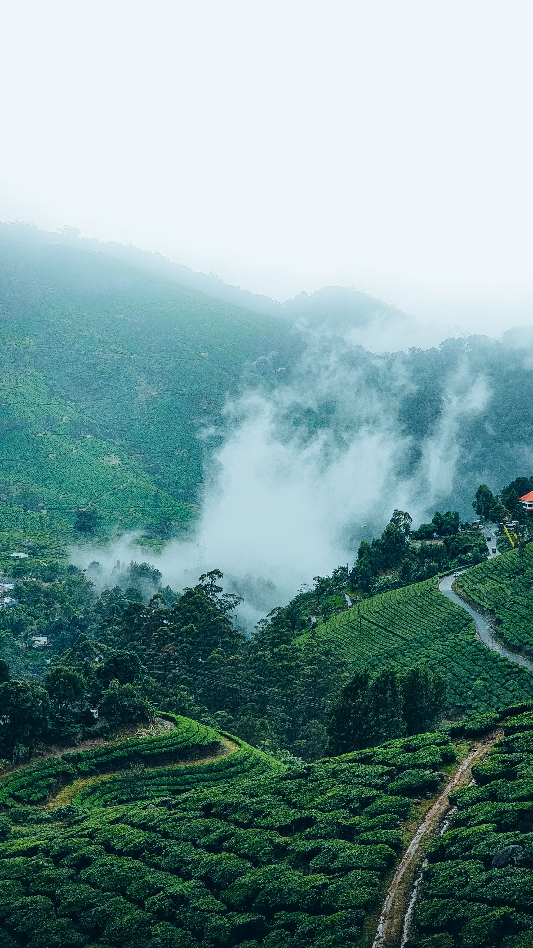 Misty Mountain Tea Plantation Landscape View · Free Stock Photo