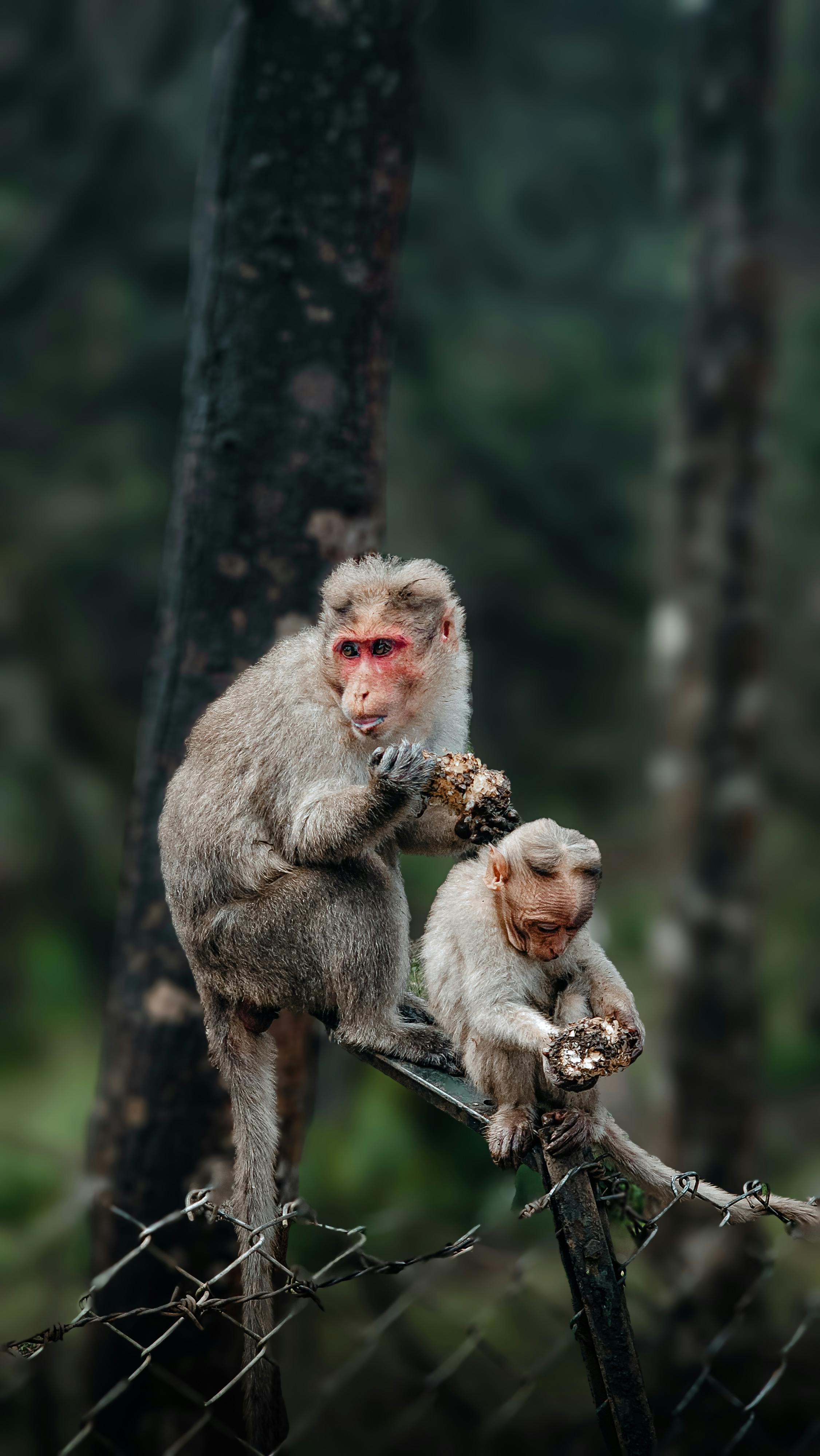 Pair of Monkeys on a Fence in a Forest · Free Stock Photo