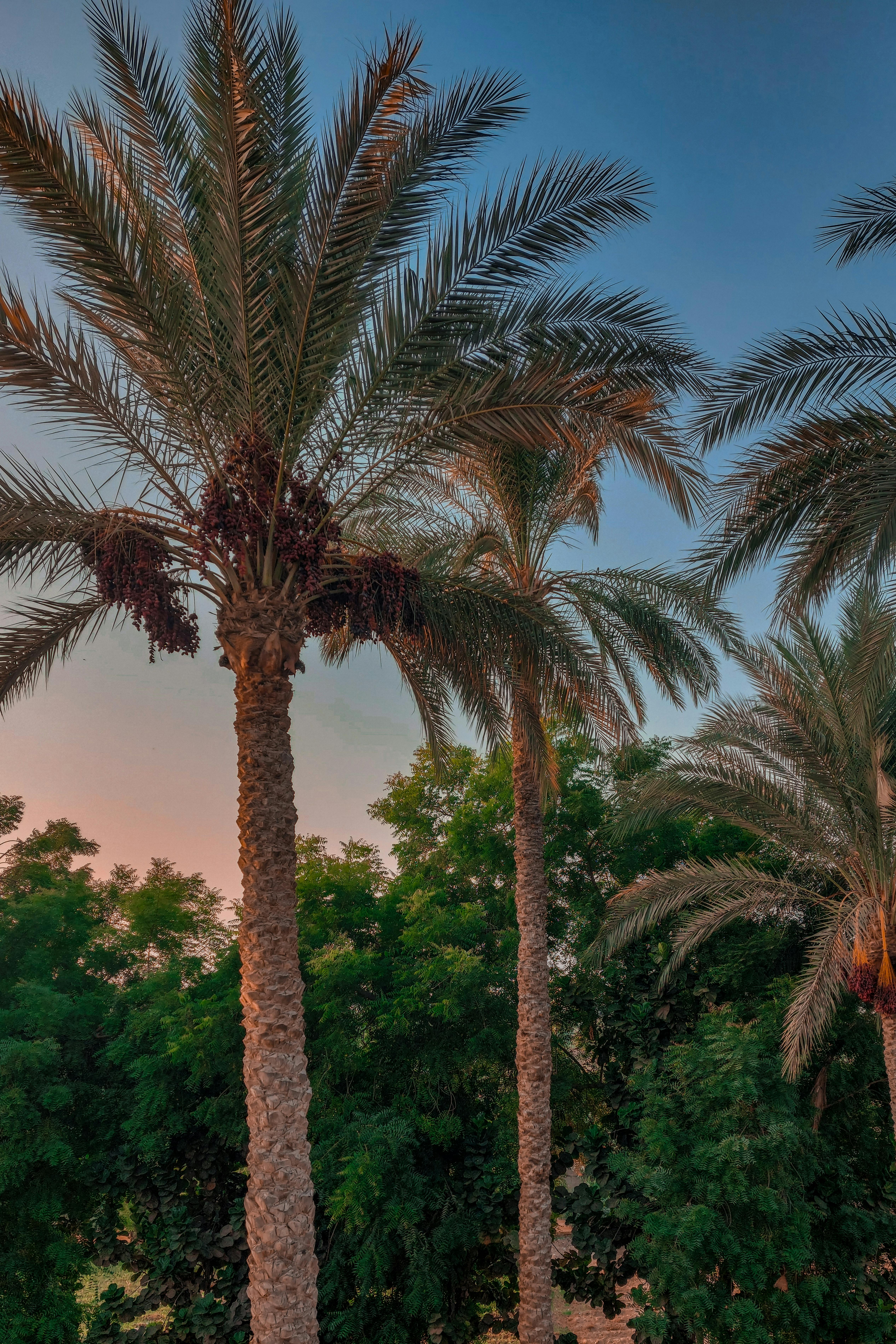 Nourhan Ali - Fotografía