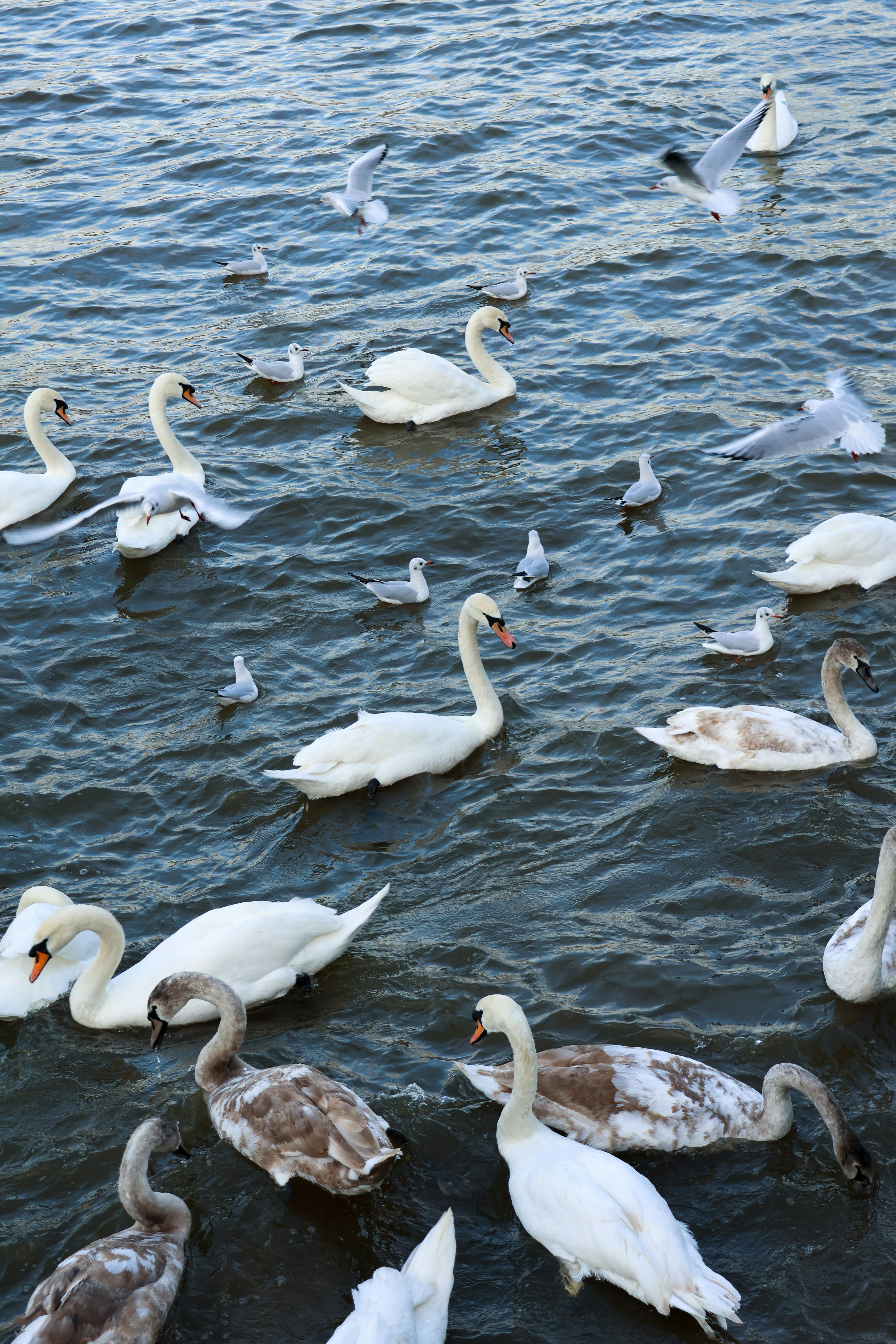 Thames Conservancy Photos, Download The BEST Free Thames Conservancy ...