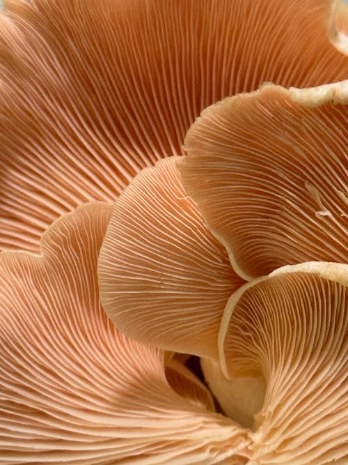 Oyster Mushroom Growth Photos Download The Best Free Oyster Mushroom