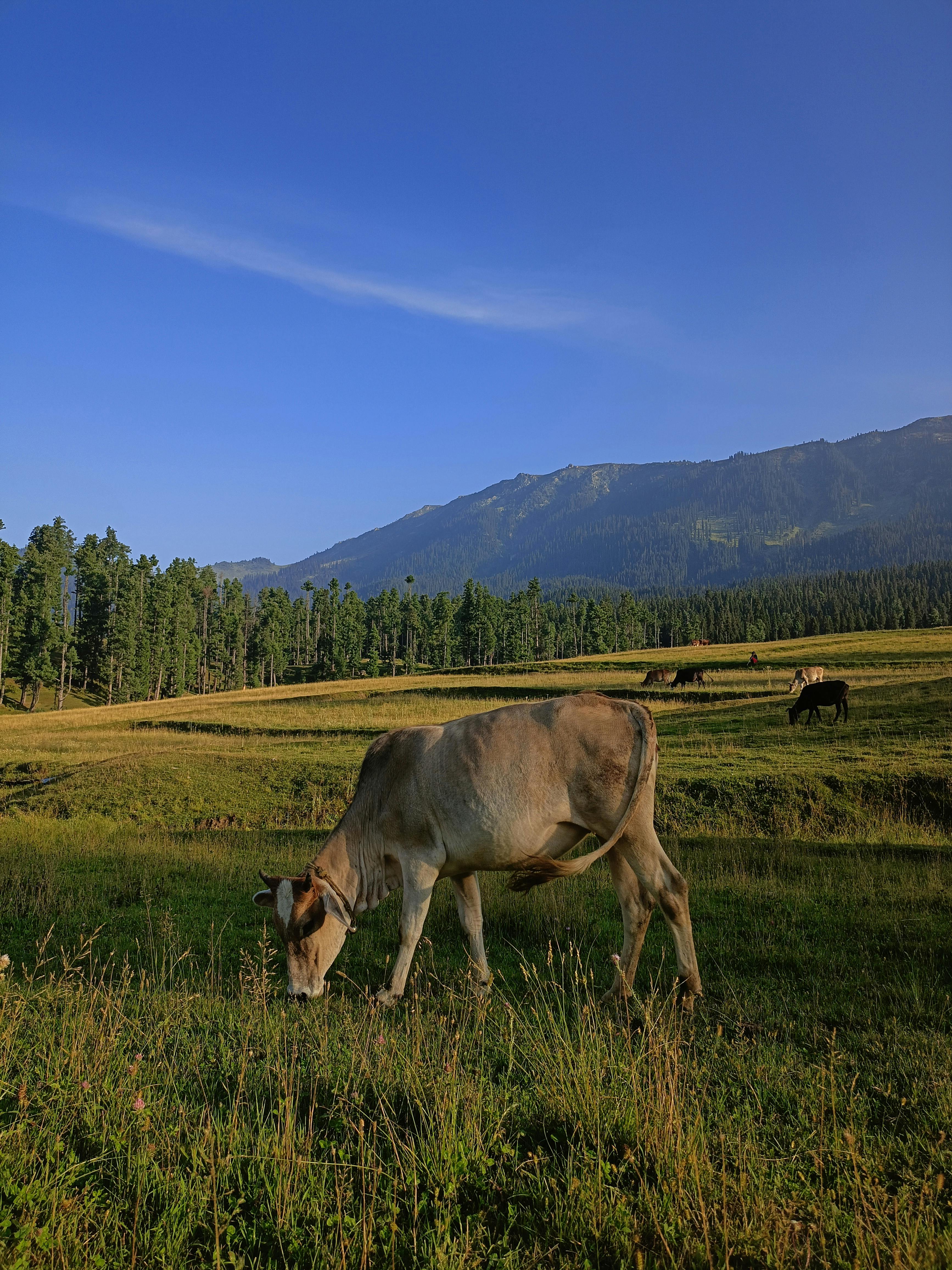 cow grazing · Free Stock Photo