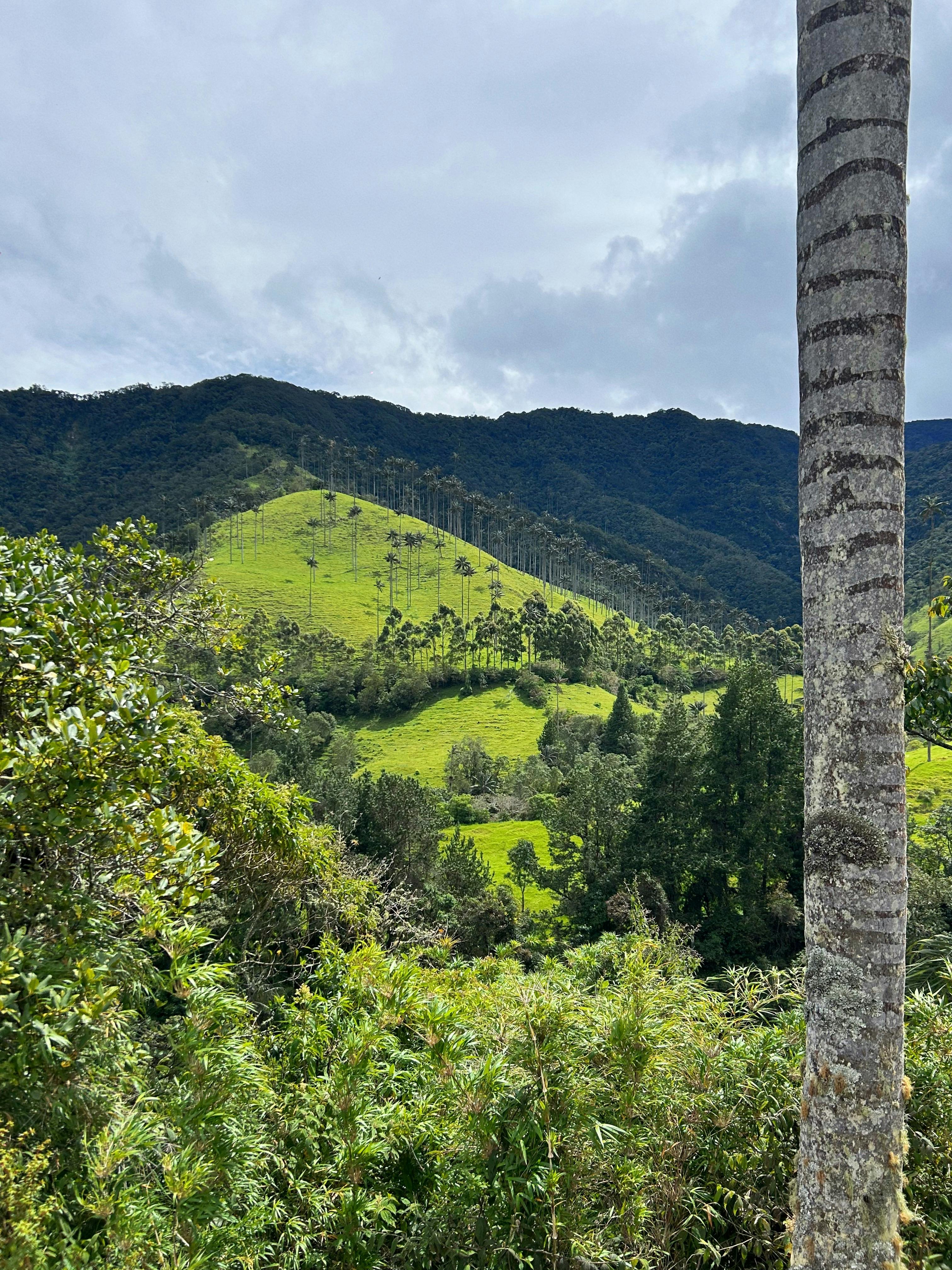 Lush Green Landscape in Salento, Colombia · Free Stock Photo