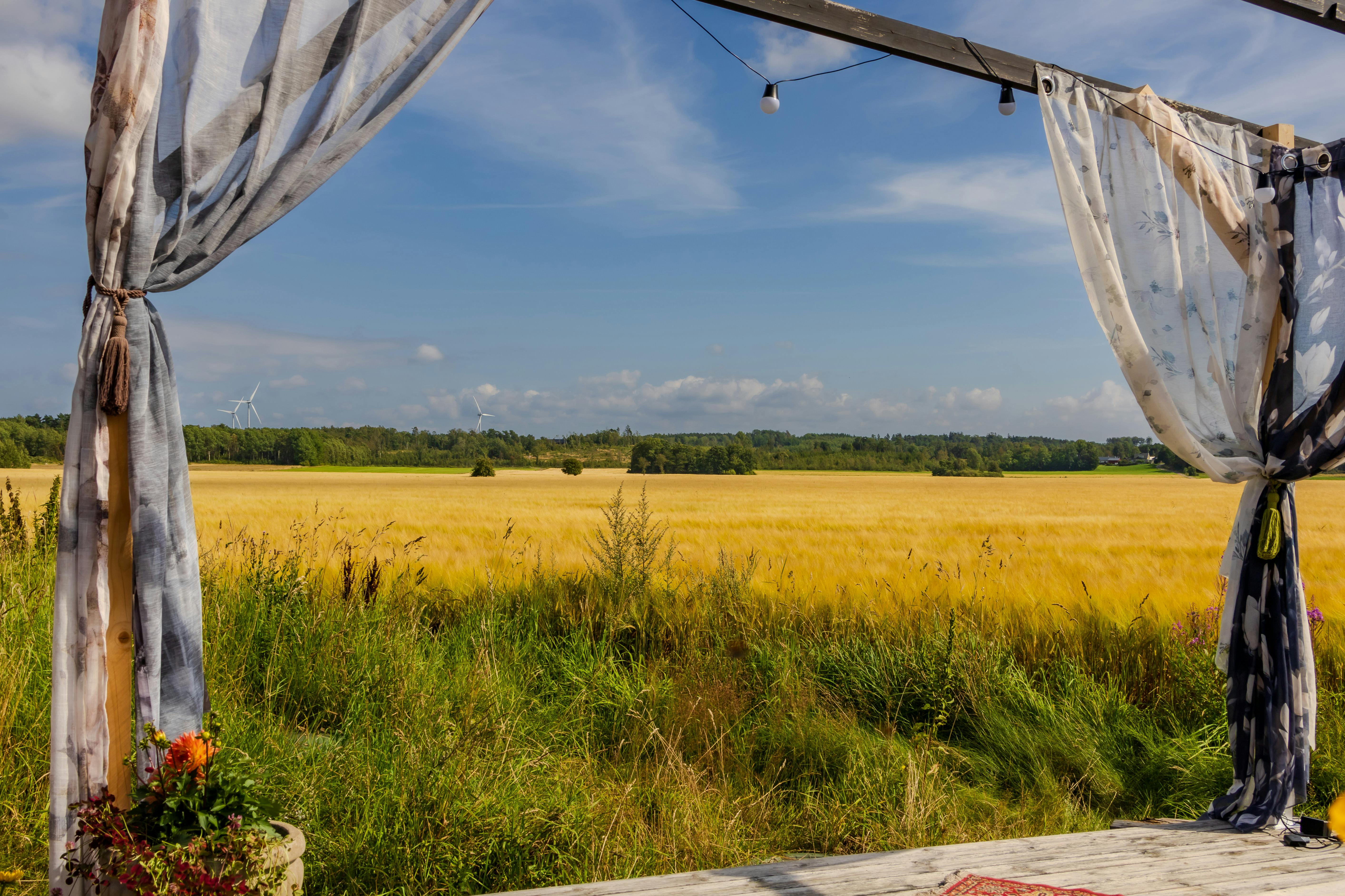 Barley Fields · Free Stock Photo