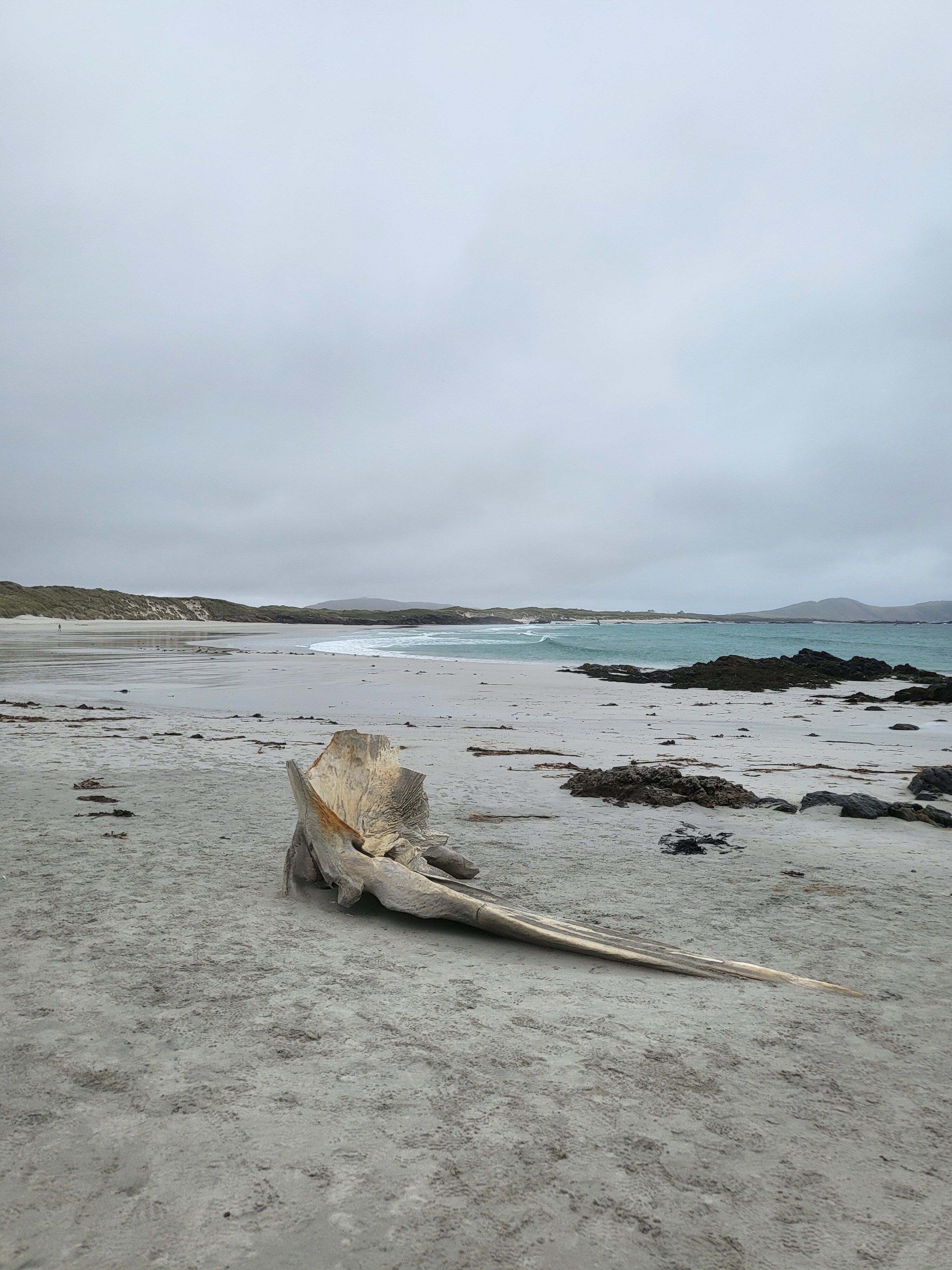 Bleached Beaches Photos, Download The BEST Free Bleached Beaches Stock ...
