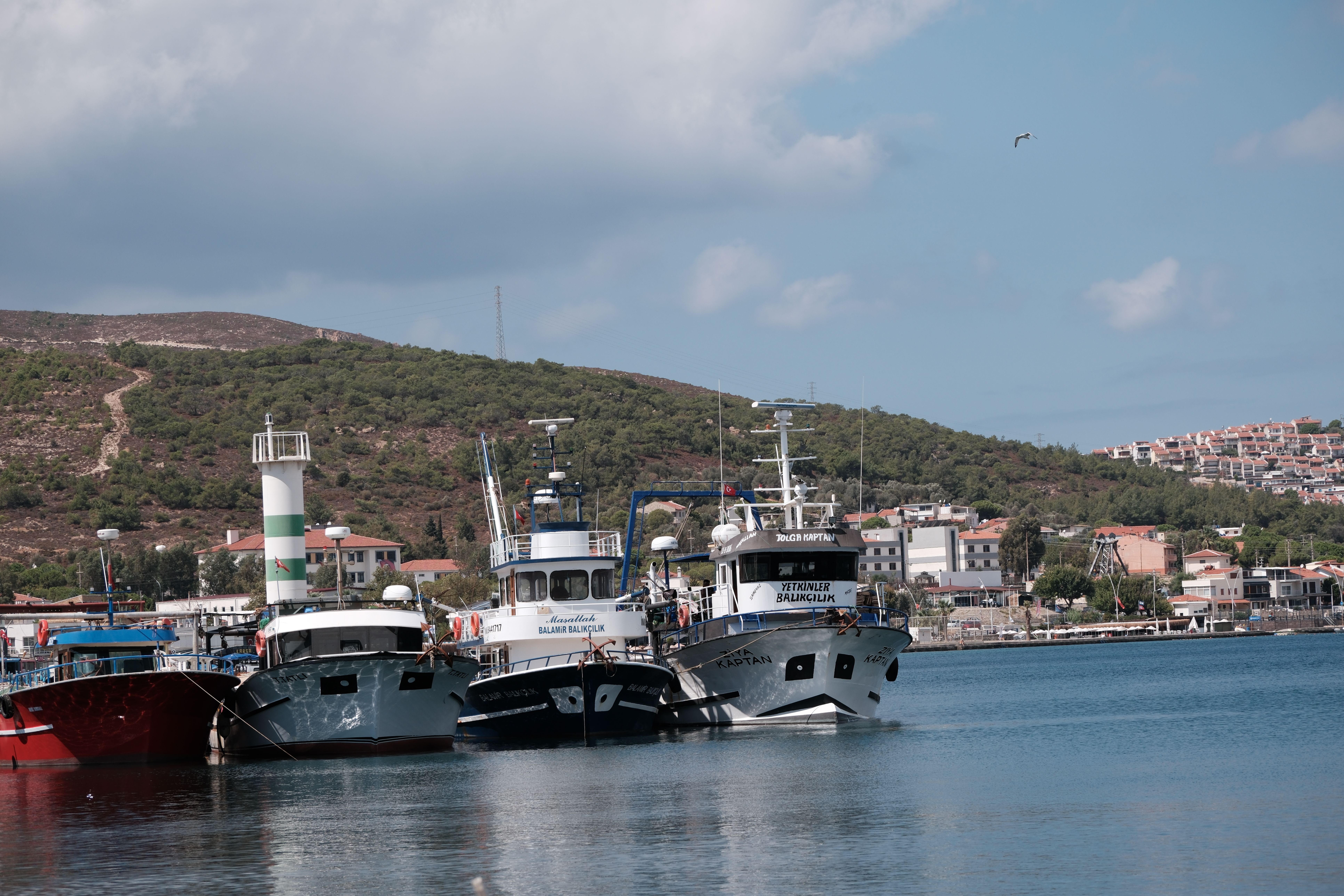 Fishing Boats Docked at Foça Harbor, Türkiye · Free Stock Photo