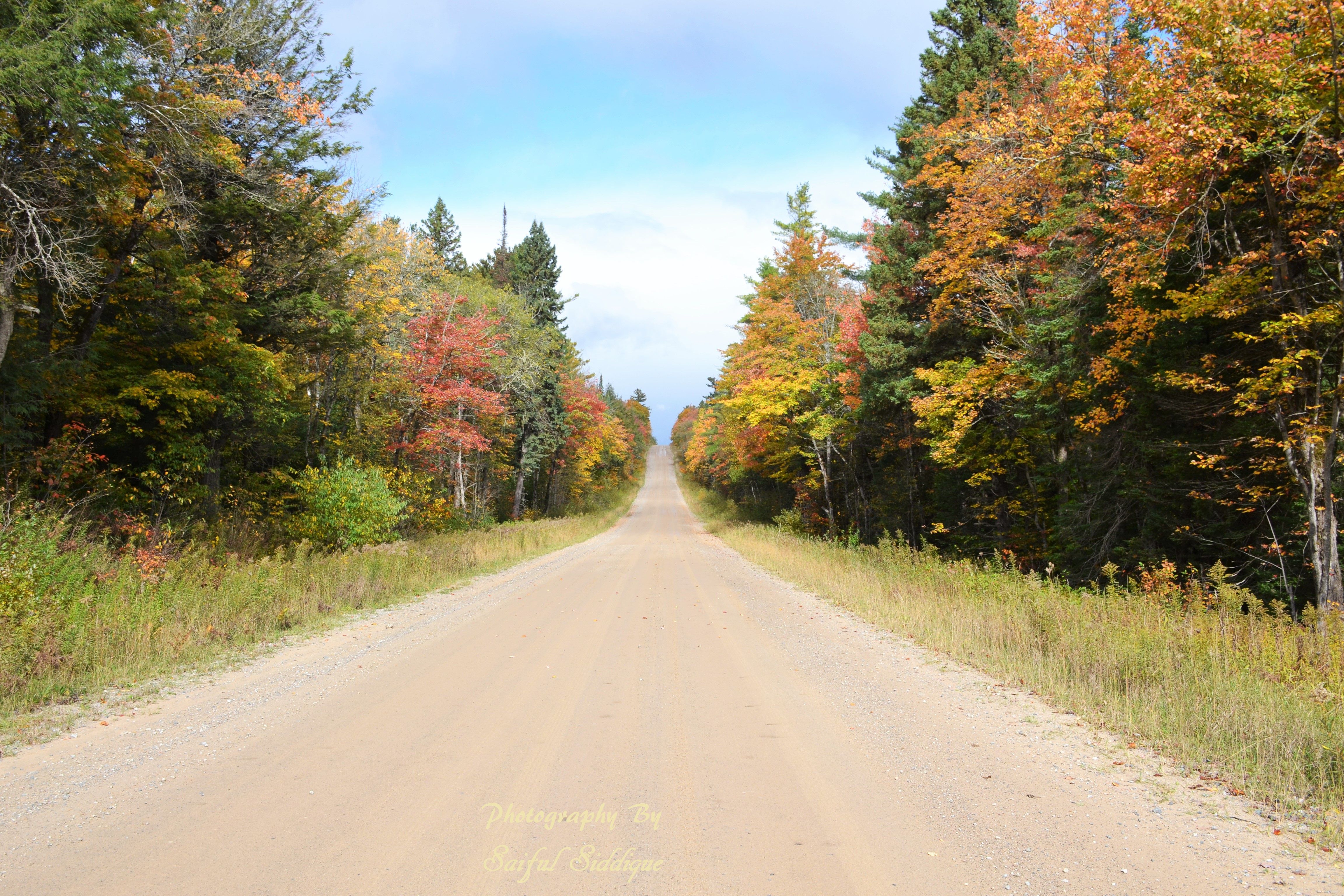 Serene Fall Forest Road with Autumn Foliage · Free Stock Photo